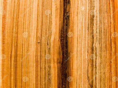 Internal tree structure stock image. Image of internal - 7668499