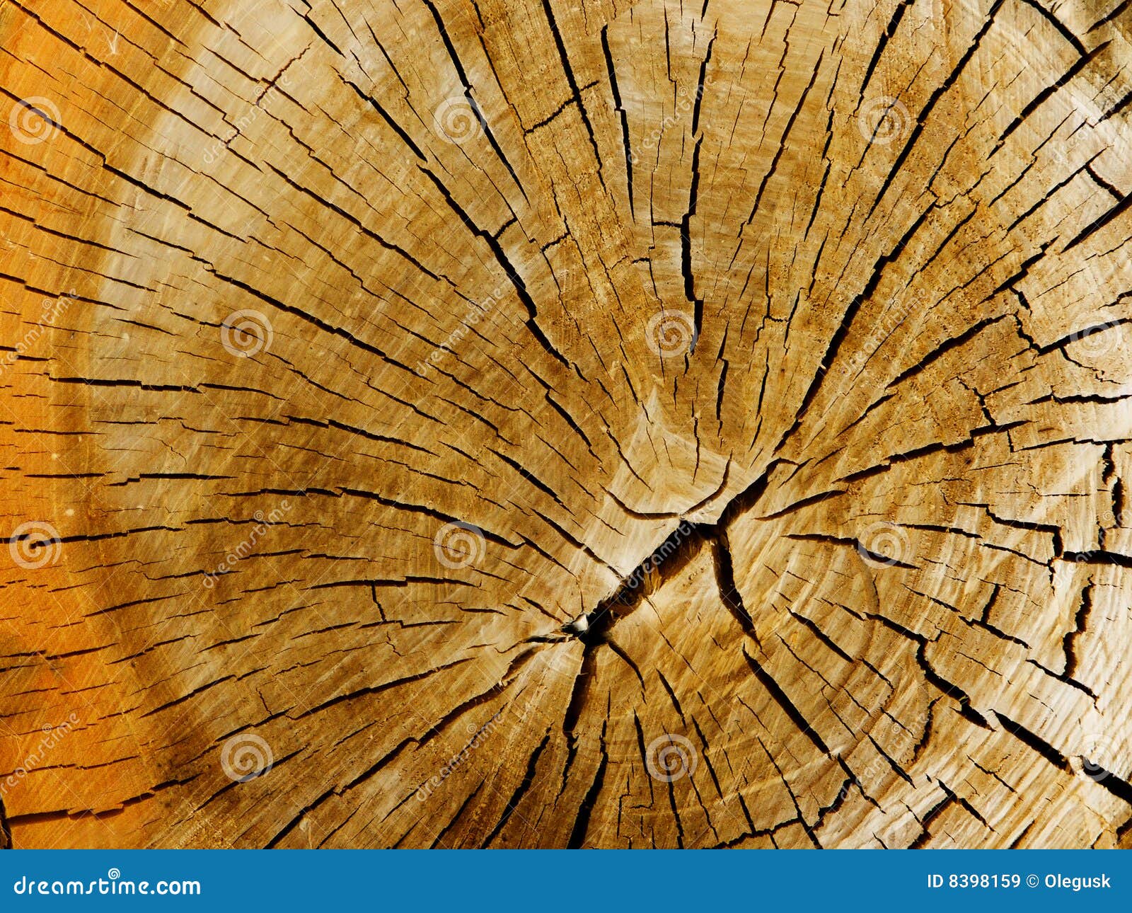 Internal tree structure stock image. Image of plant, grade - 8398159