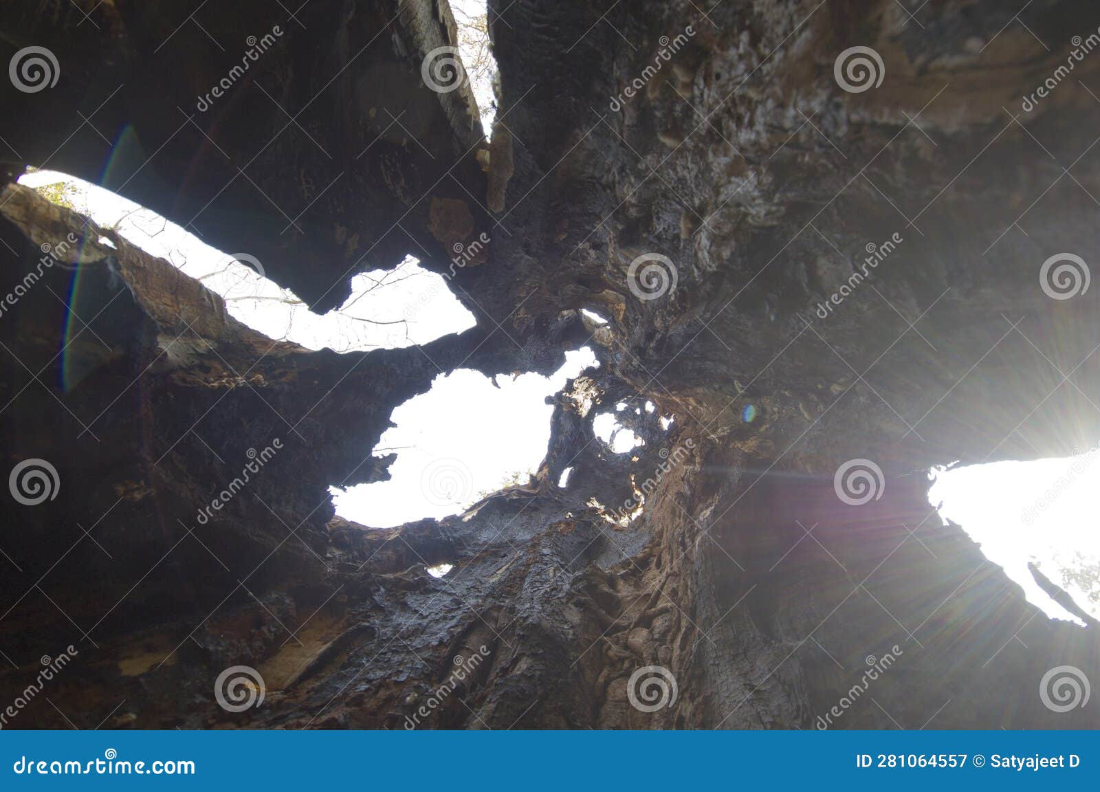 Internal Tree Structure Royalty-Free Stock Photography | CartoonDealer ...