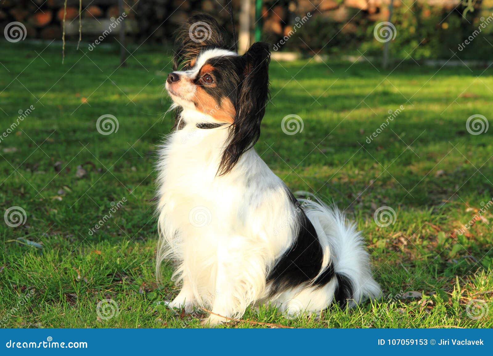 Papillon dog in the grass stock image. Image of happy - 107059153
