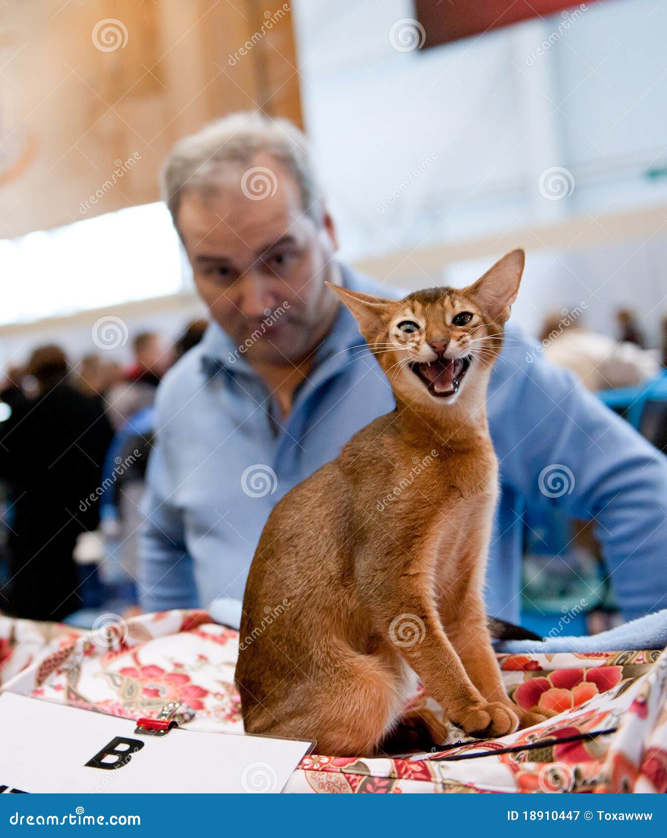 International Exhibition of Cats Editorial Photography - Image of ...
