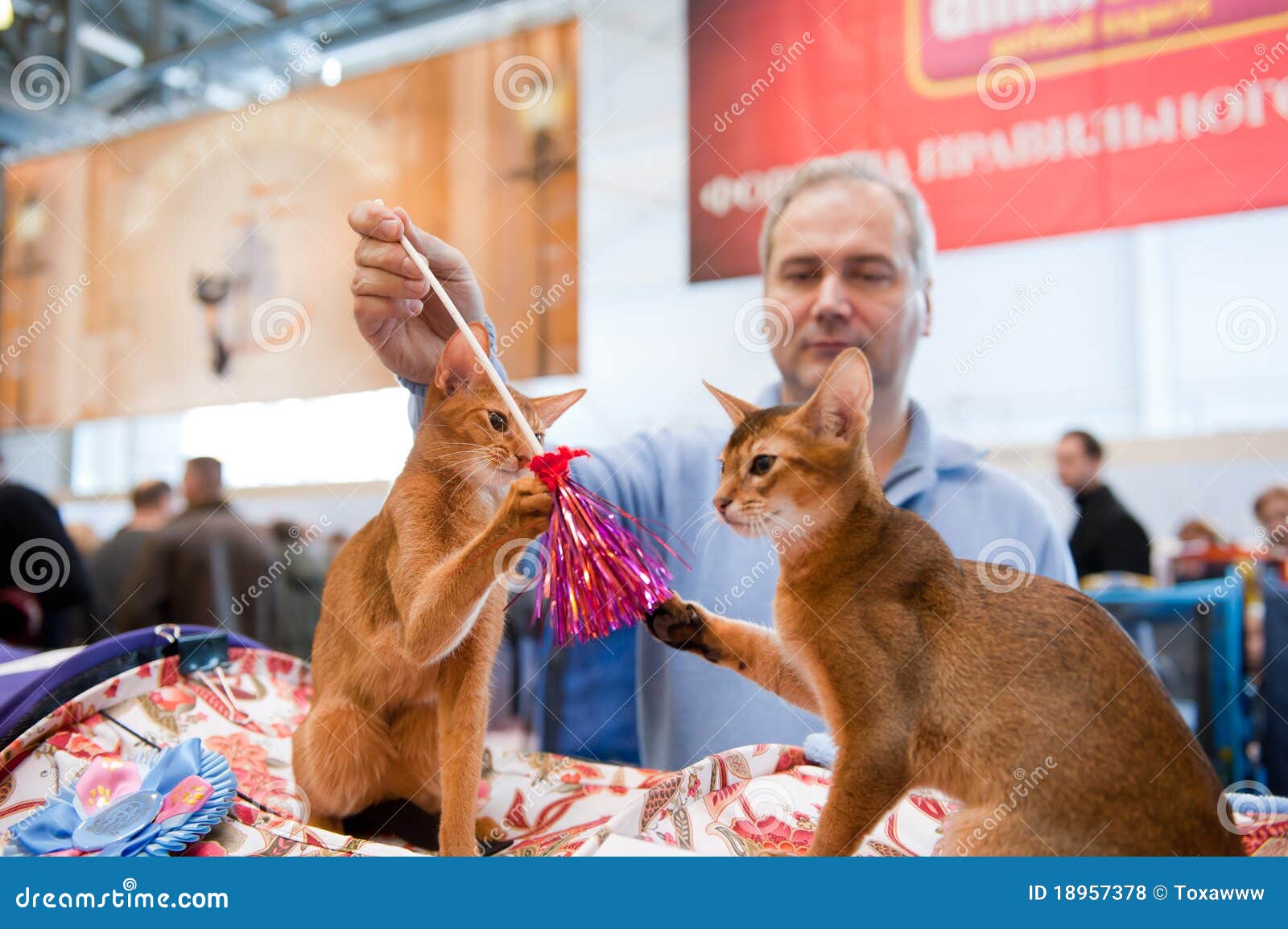 International Exhibition of Cats Editorial Stock Photo - Image of ...