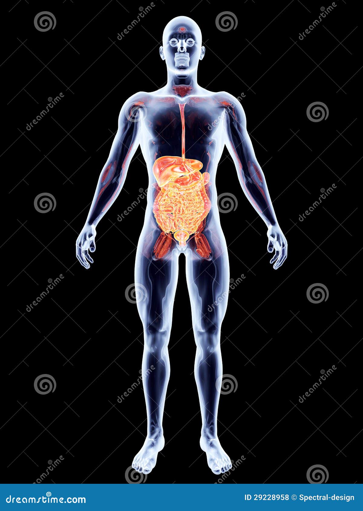 Interne Organen - Darmen stock illustratie. Illustration of anatomie ...