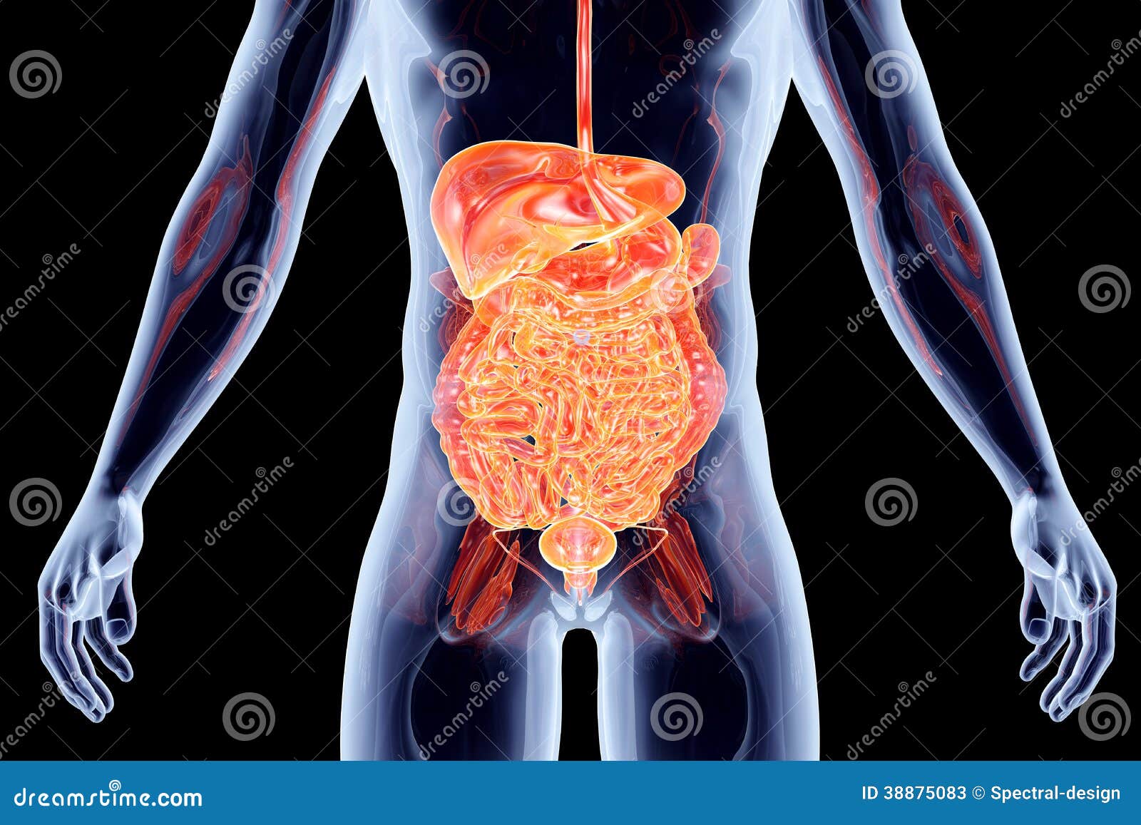 Interne Organen - Darmen stock illustratie. Illustration of illustratie ...