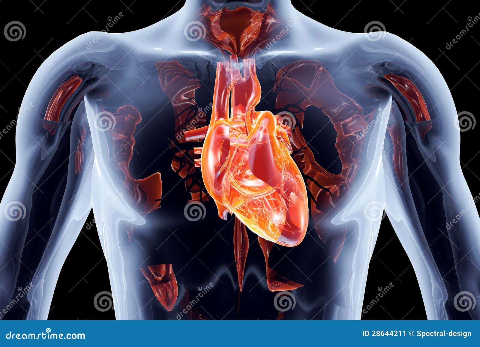 Interne Organen - Hart stock illustratie. Illustration of ...