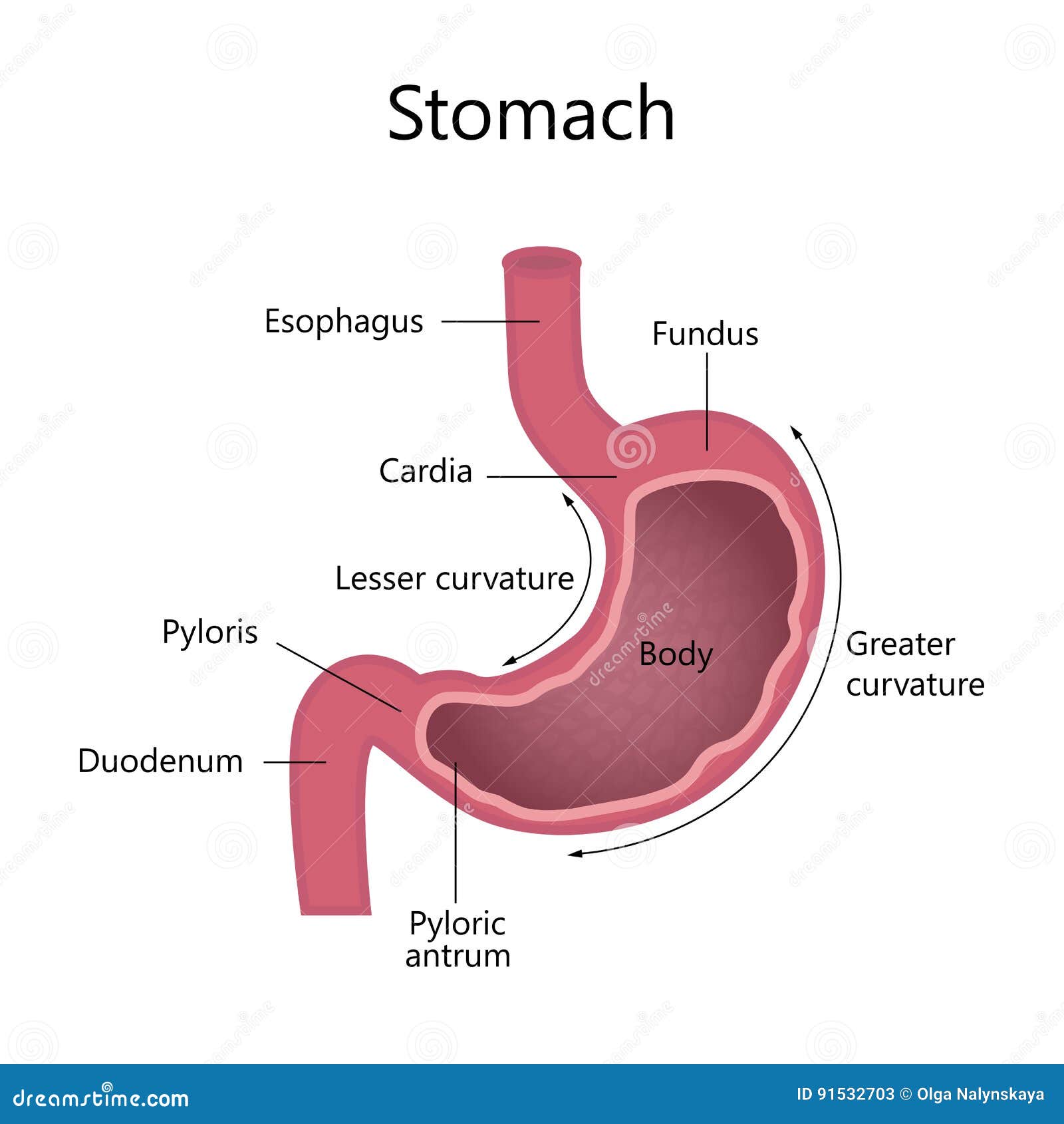 Interne Structuur Menselijke Maag Vector Illustratie - Illustration of ...