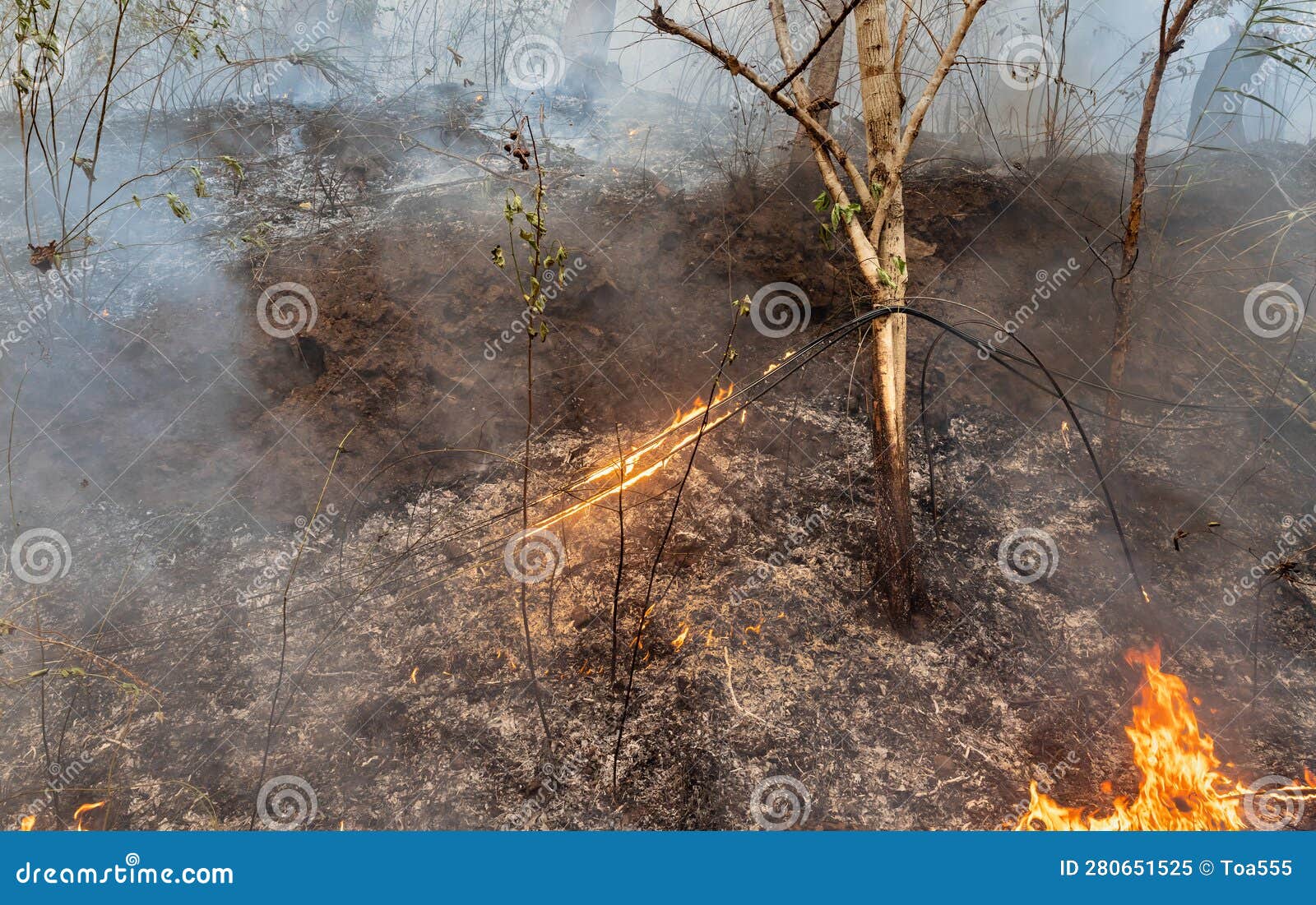 Internet Fibre Cables Damaged in Wildfire Stock Image - Image of optic ...