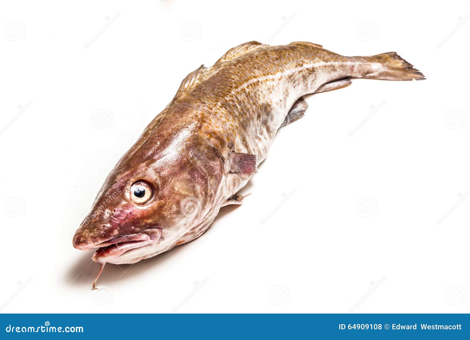 Intero Pesce Del Merluzzo Bianco (gadus Morhua) Fotografia Stock ...