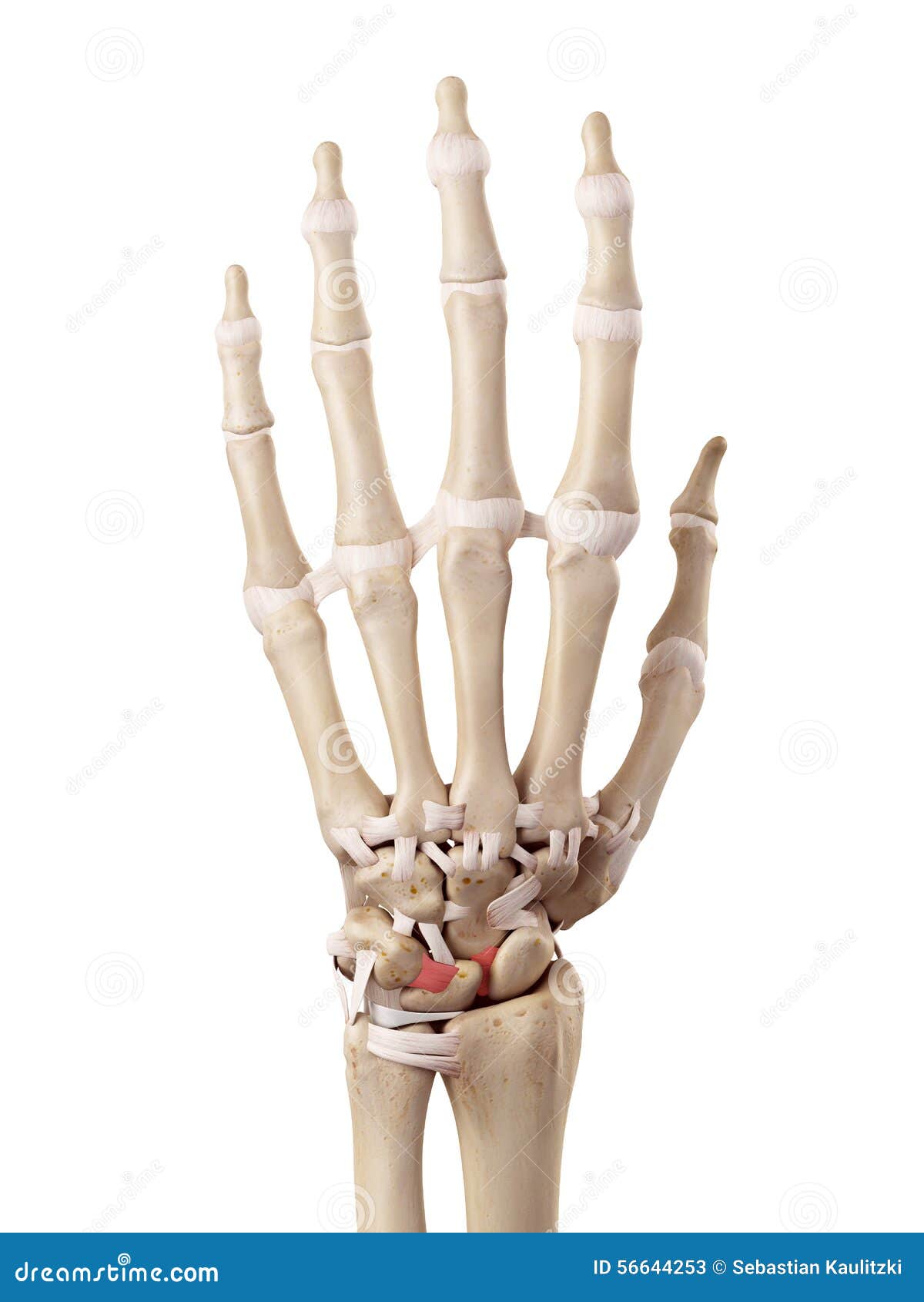 The Interosseous Intercarpal Ligaments Stock Illustration ...