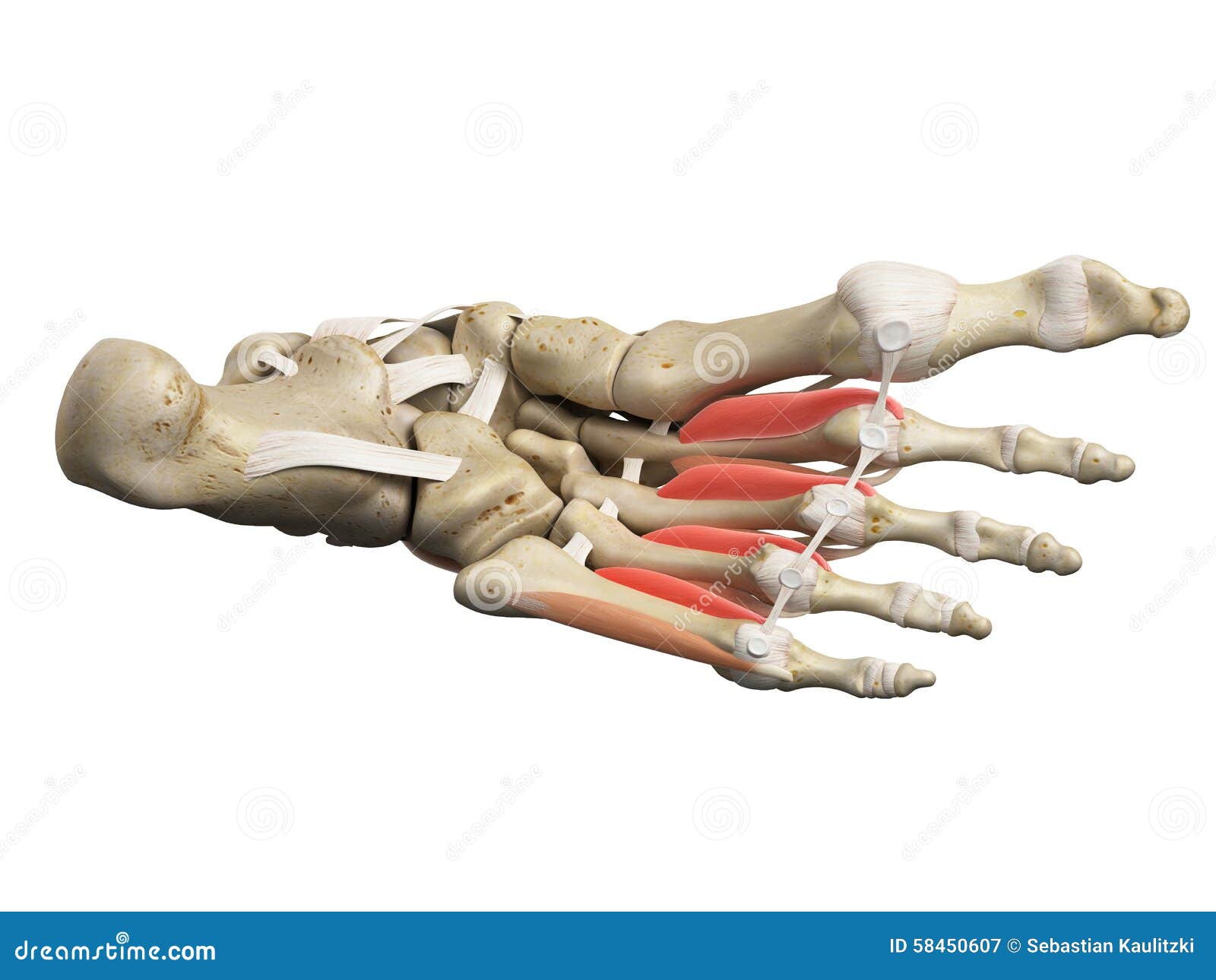 The interosseous plantar stock illustration. Illustration of human ...