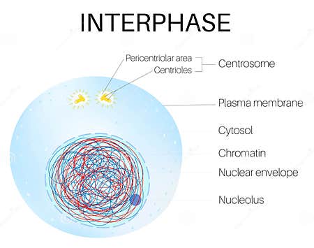 Interphase is the Phase of the Cell Cycle. Stock Vector - Illustration ...