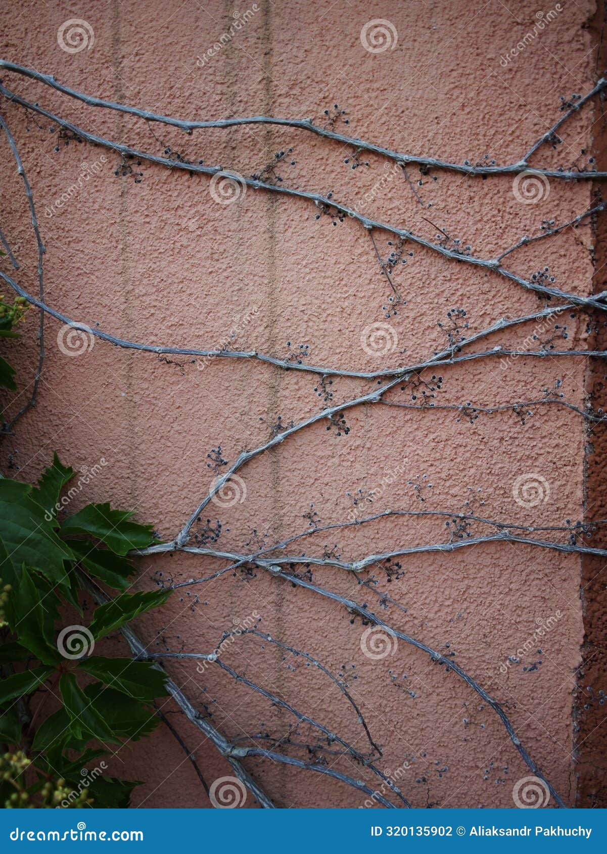 Bare Branches Against Textured Brick Wall in Urban Setting Stock Photo ...