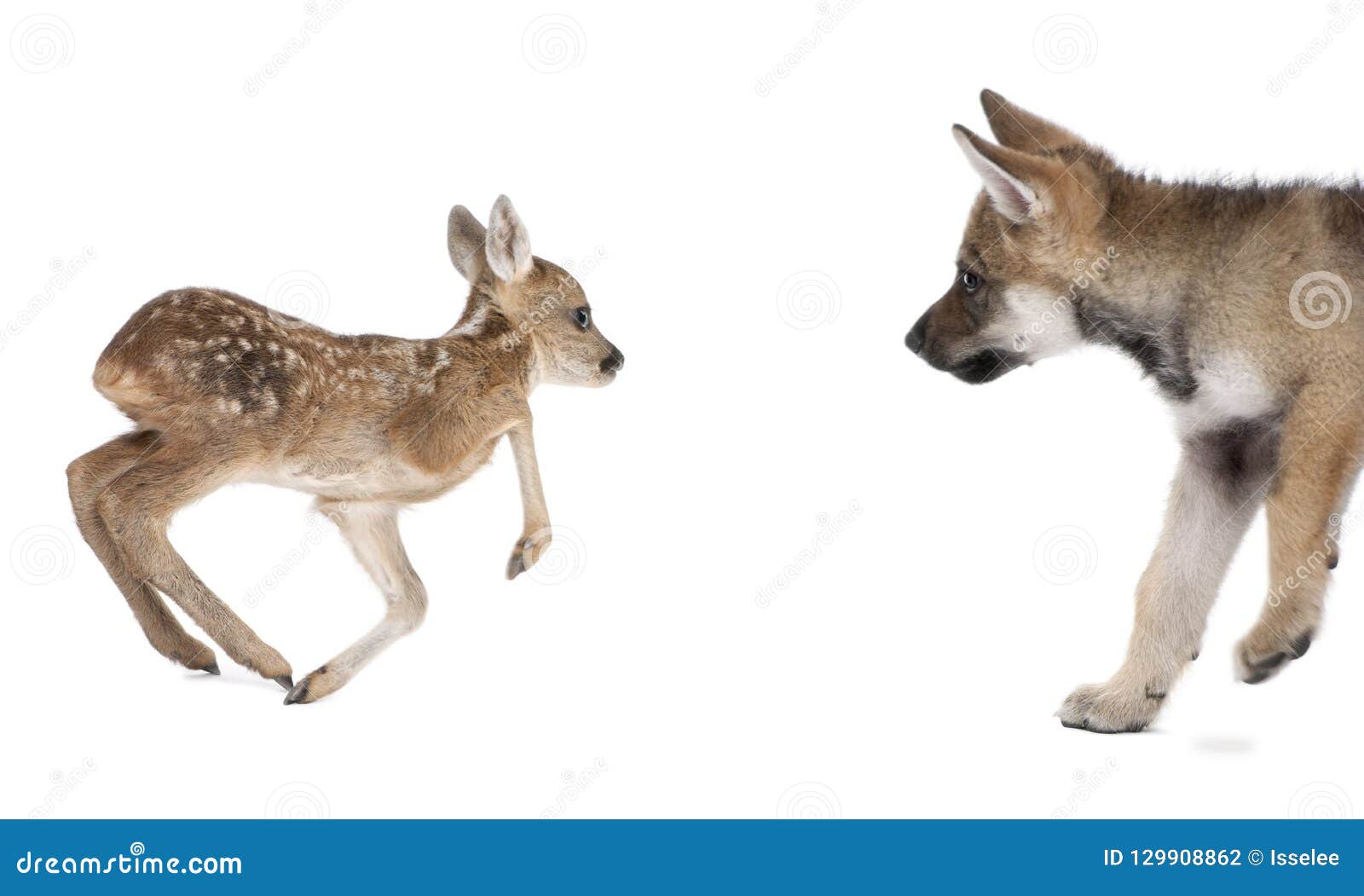 Interplay between Roe Deer Fawn and Eurasian Wolf Stock Photo - Image ... Interplay between Roe Deer Fawn and Eurasian Wolf Stock Photo - Image ...