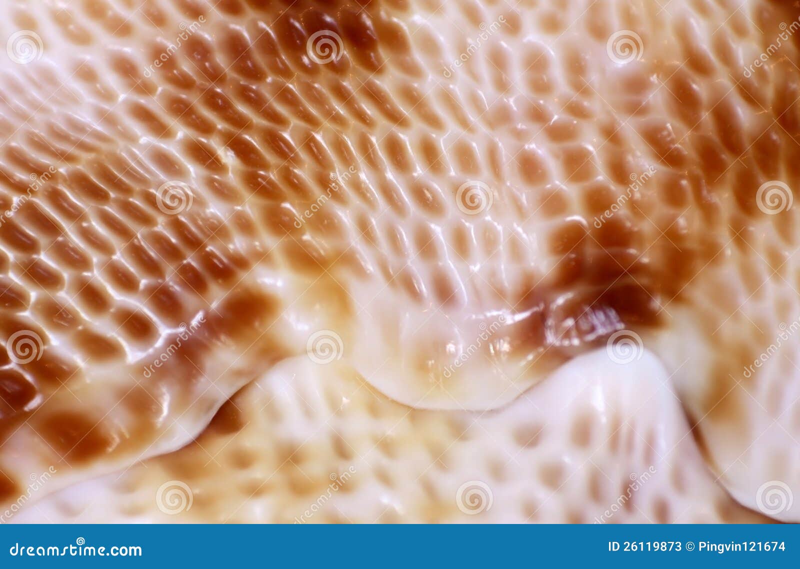 Interpréteur De Commandes Interactif Formé Par Réseau Image stock ...