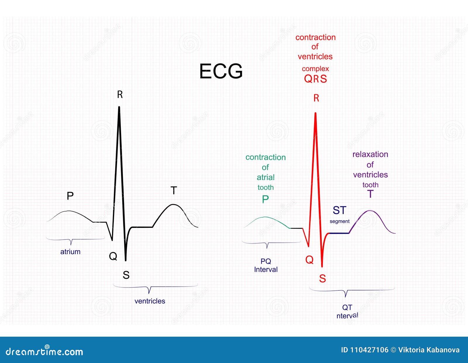 A interpretação de ECG ilustração do vetor. Ilustração de médico ...