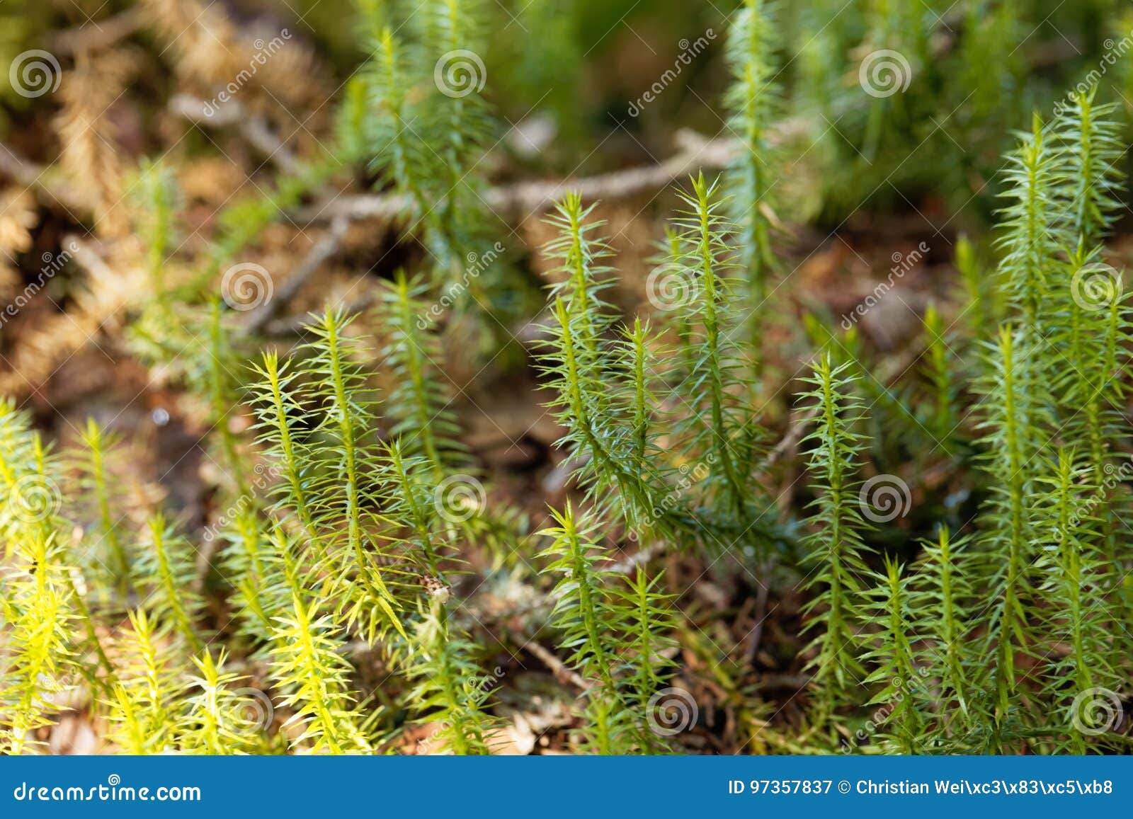 Interrupted Club-moss (stiff Clubmoss, Spinulum Annotinum, Lycopodium ...