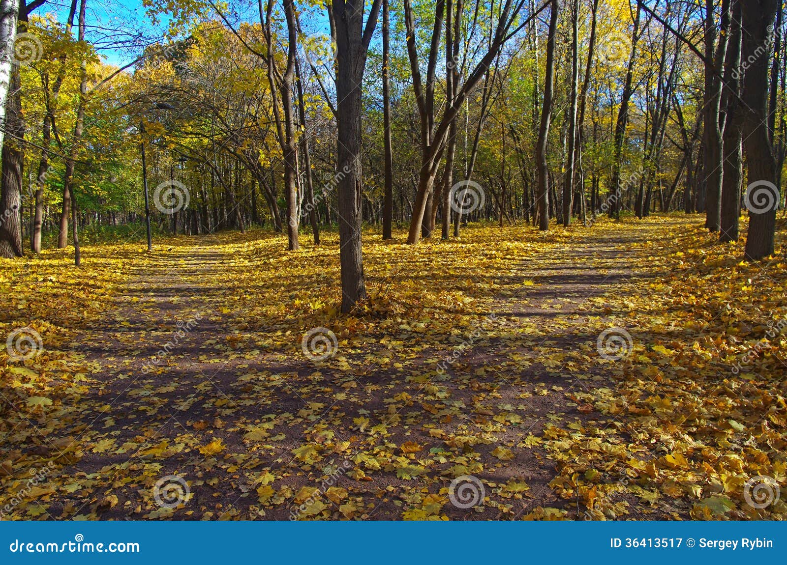 Intersecting Paths in Autumn Park. Stock Image - Image of colorful ...
