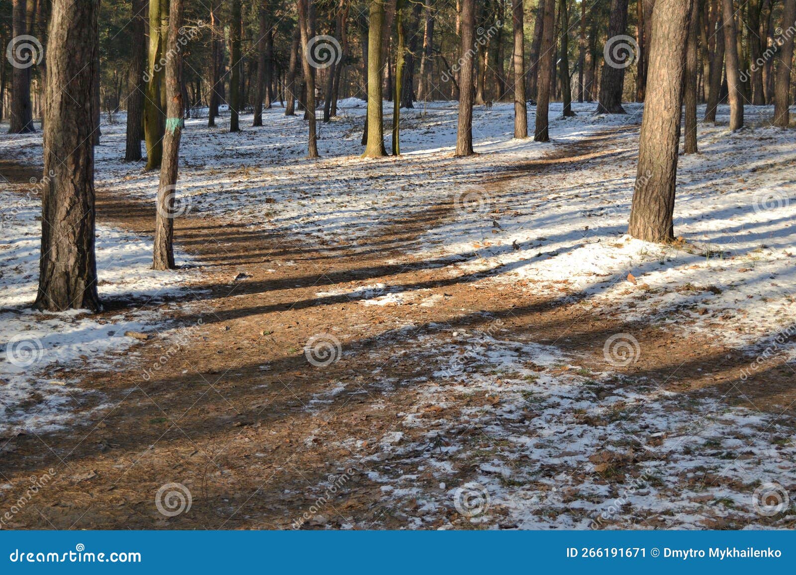 Intersecting Paths in the Thicket of the Winter Forest Stock Image ...