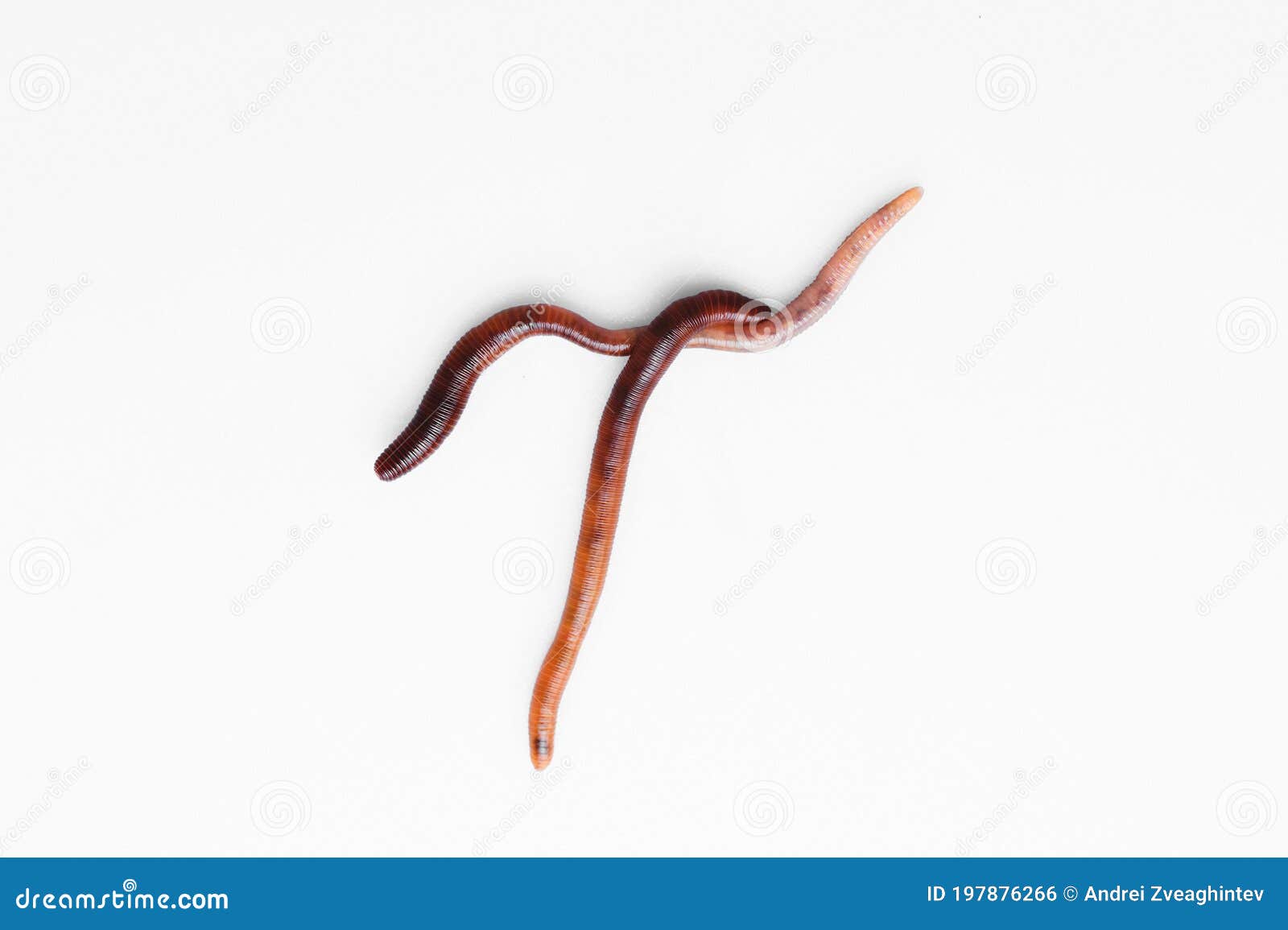 Intersecting Rainworms Stock Photos - Free & Royalty-Free Stock Photos ...