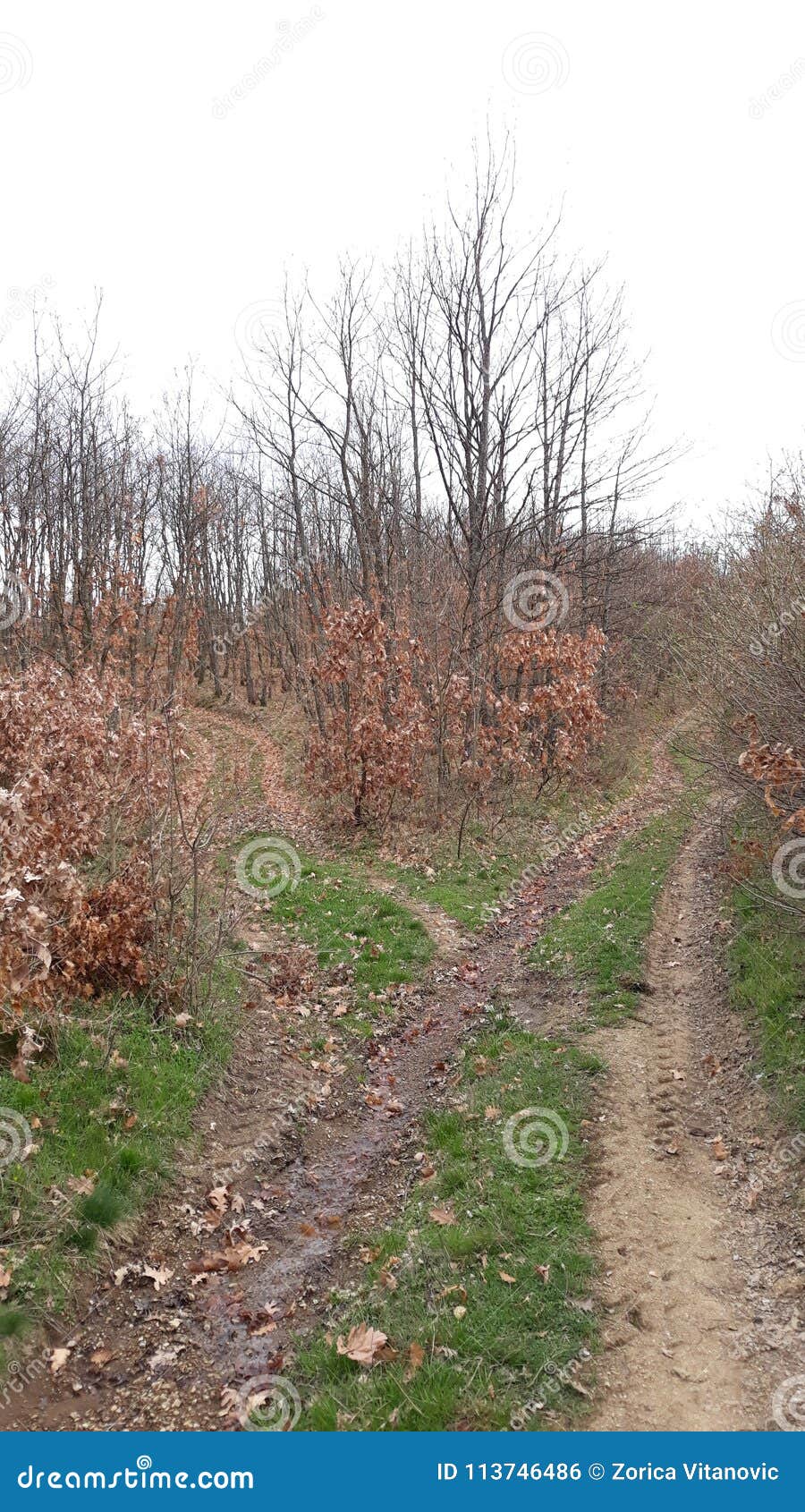Intersection in nature stock photo. Image of forest - 113746486