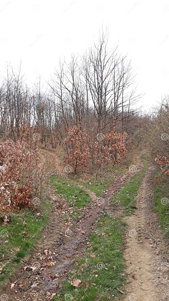 Intersection in nature stock photo. Image of forest - 113746486