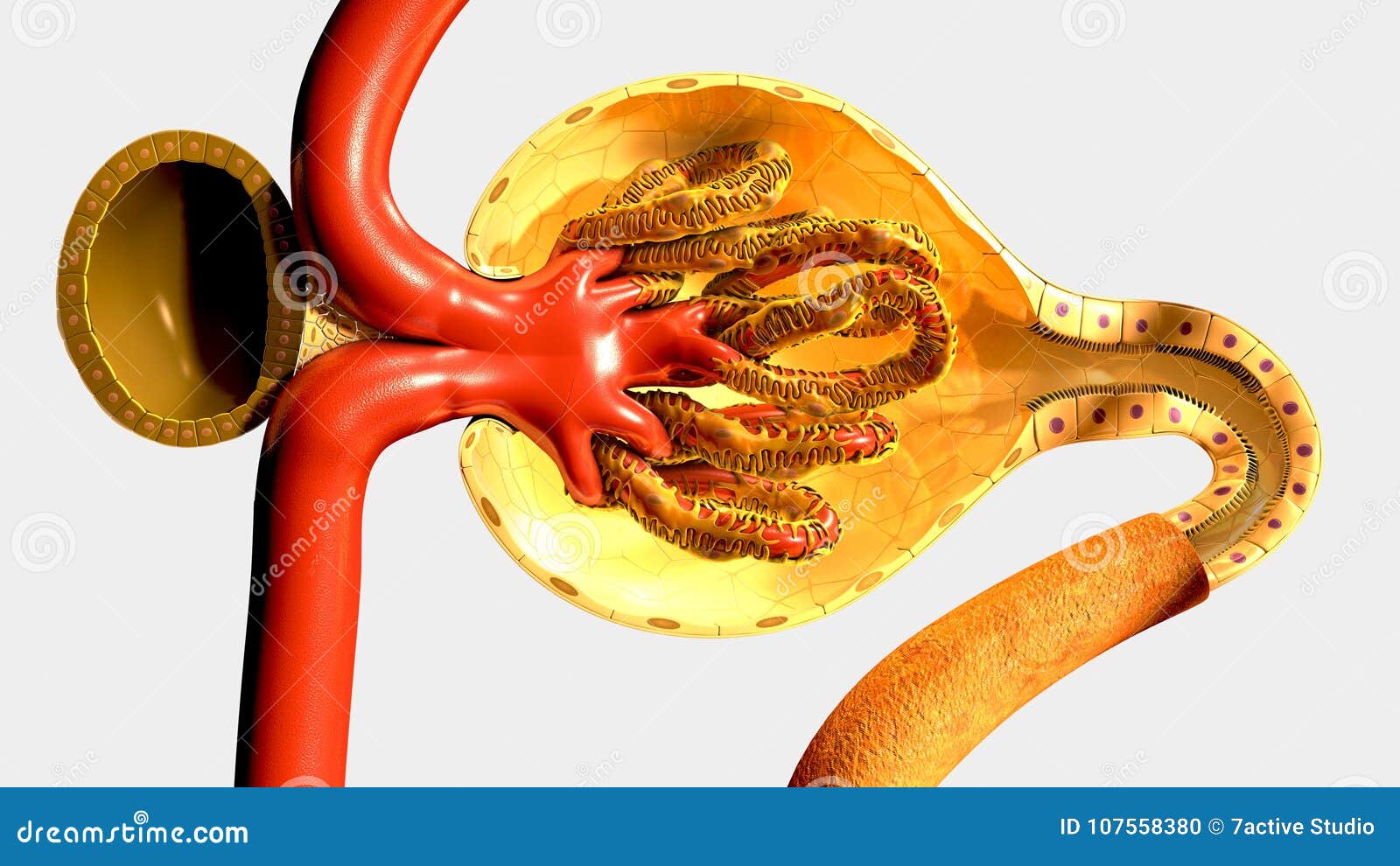 Intersection of Nephron Part Stock Illustration - Illustration of ...