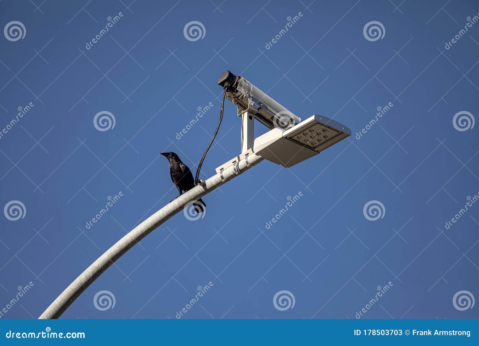 Intersection with Surveillance Camera and Raven Standing Next To it ...