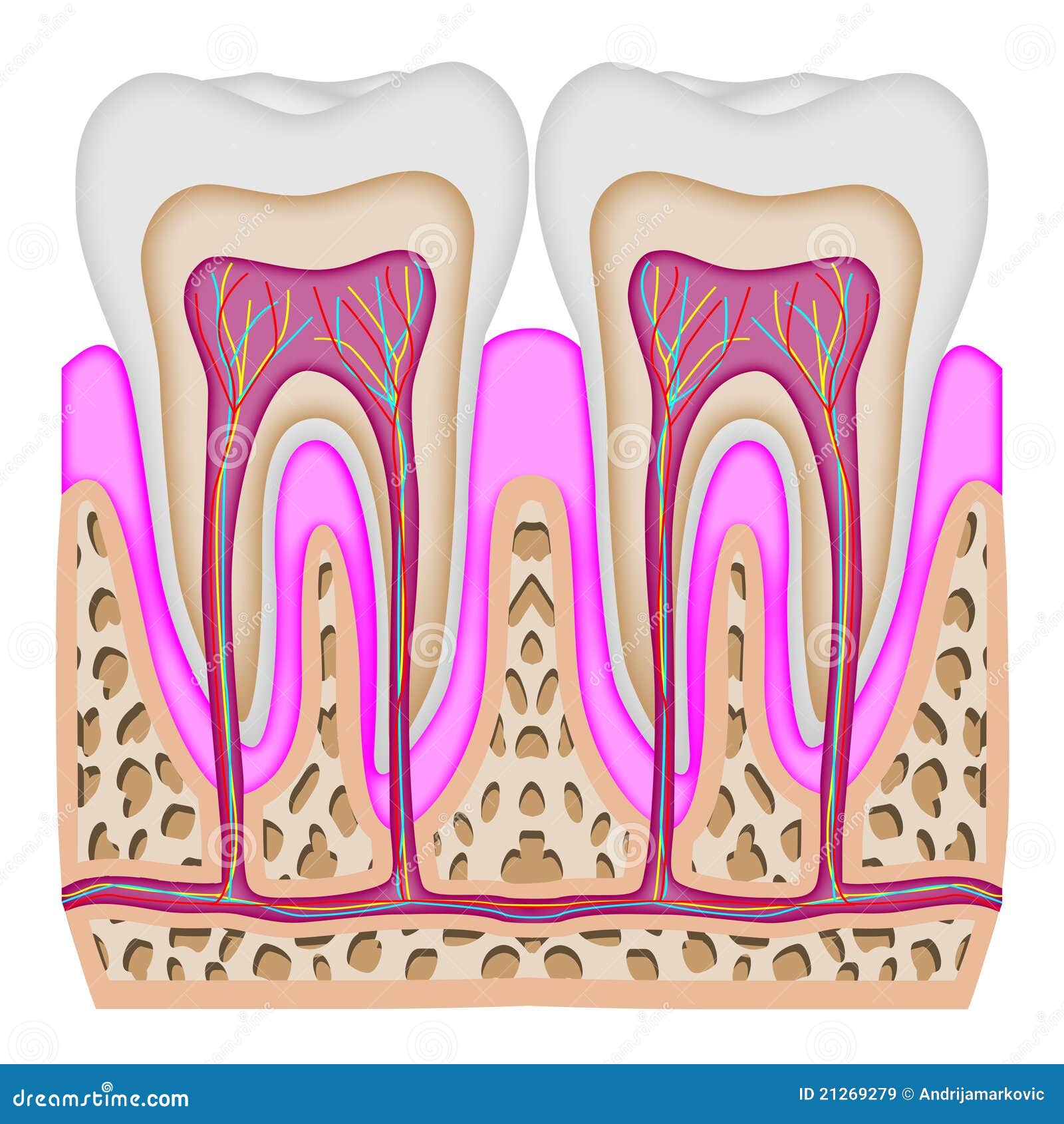 The Intersection of the Tooth Stock Illustration - Illustration of ...