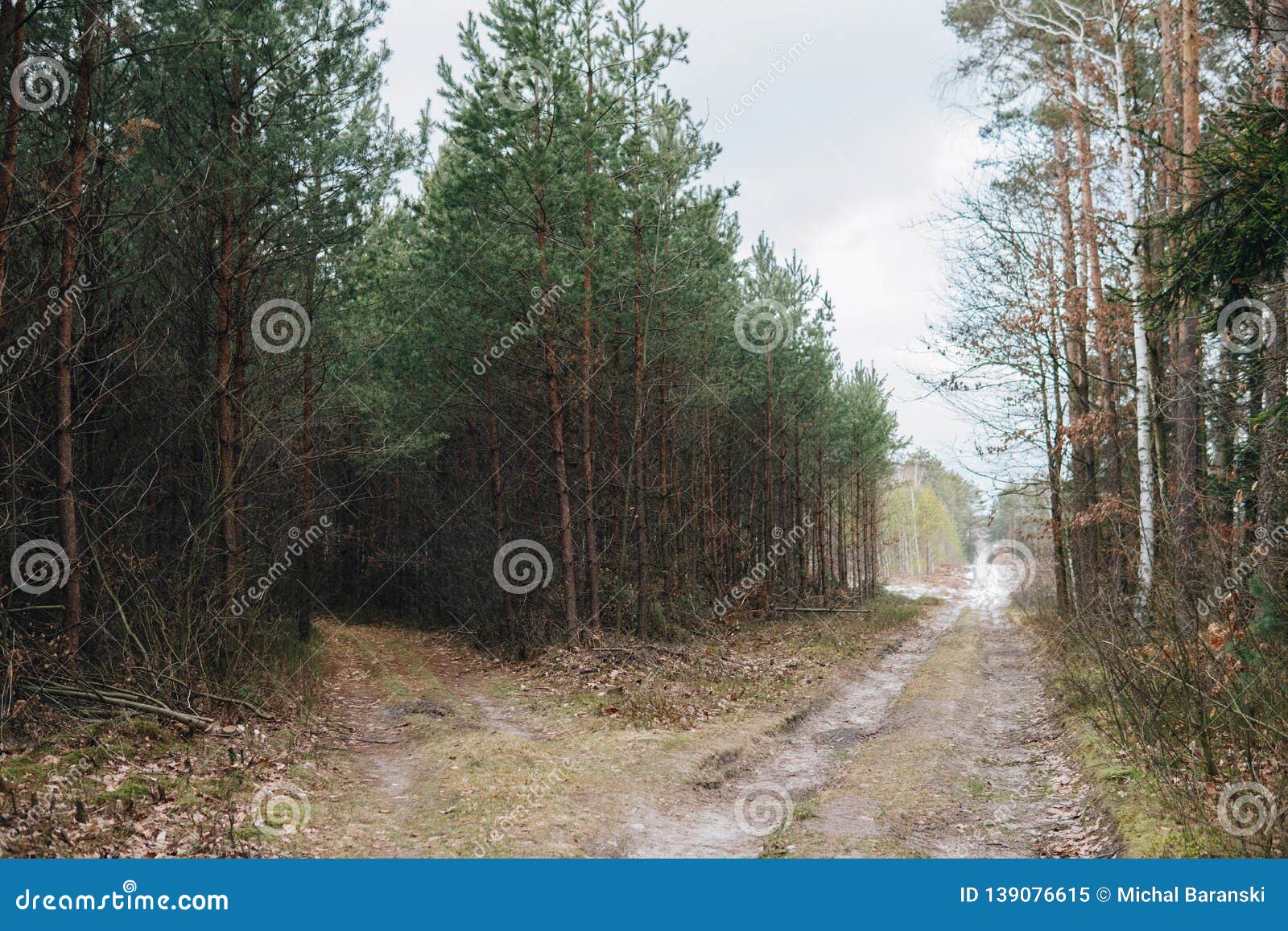 Intersection of Roads in a Forest Stock Image - Image of decisions ...