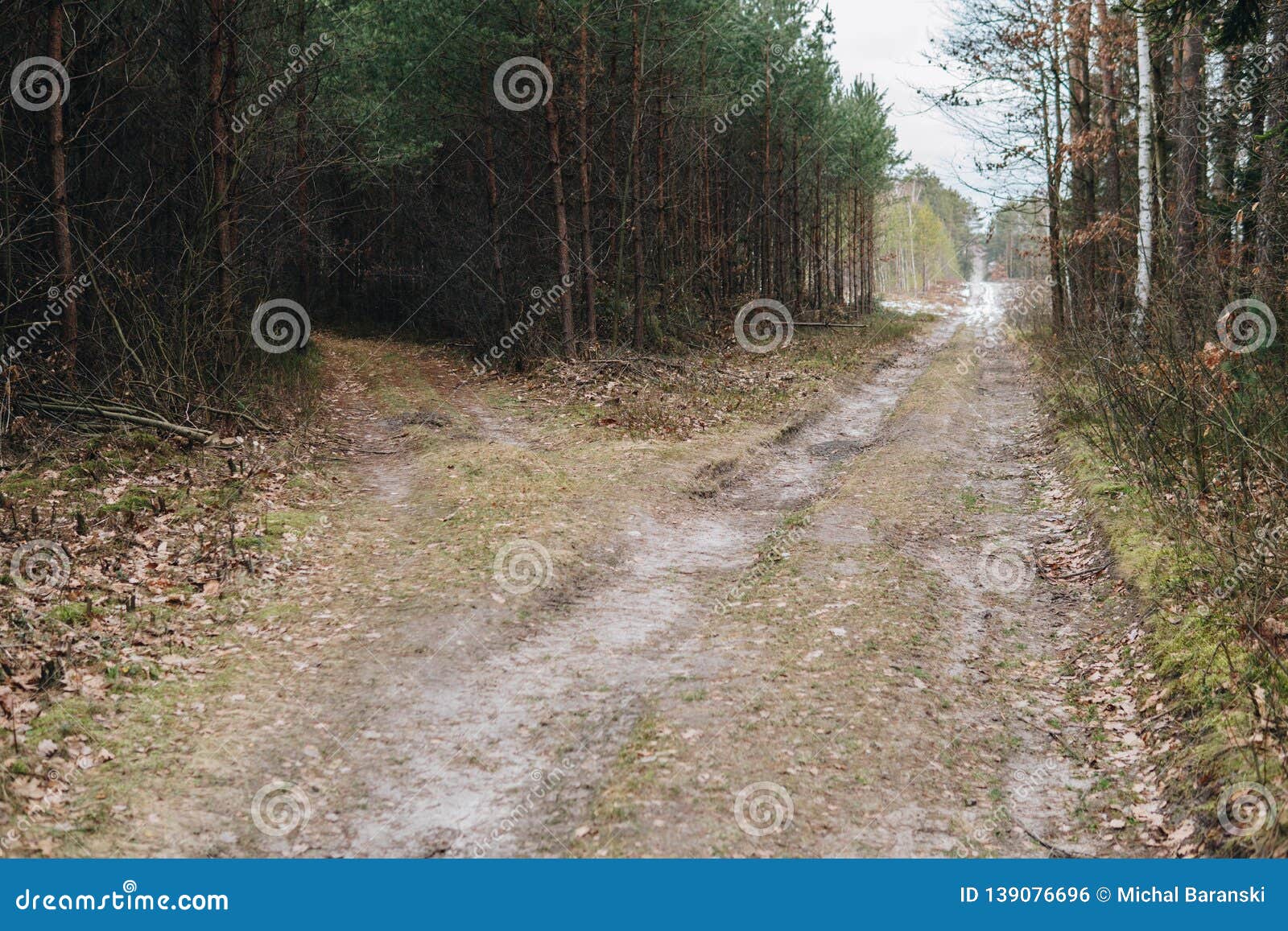 Intersection of Roads in a Forest Stock Photo - Image of landscape ...