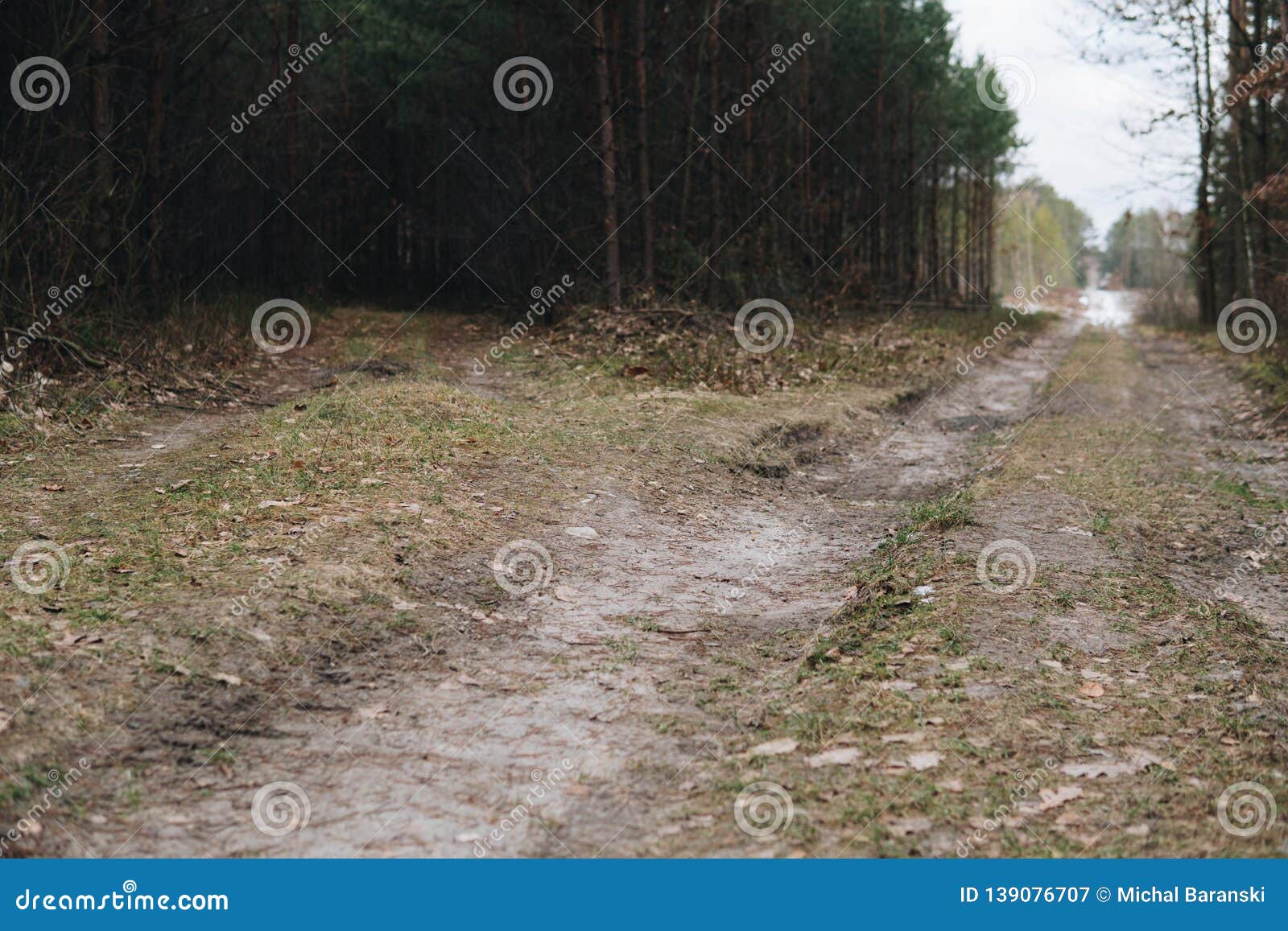Intersection of Roads in a Forest Stock Image - Image of fork, concept ...