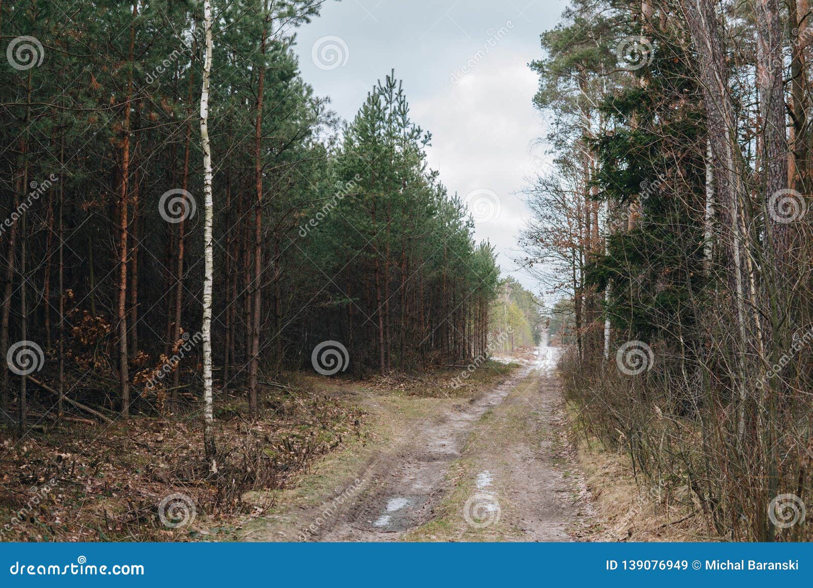 Intersection of Roads in a Forest Stock Image - Image of fork, cross ...