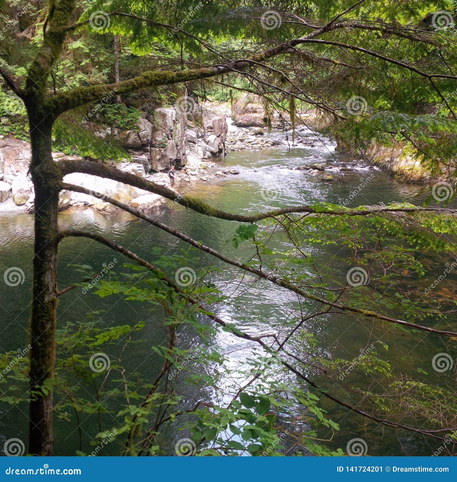 The Intersection of Two Streams Editorial Photo - Image of tree ...