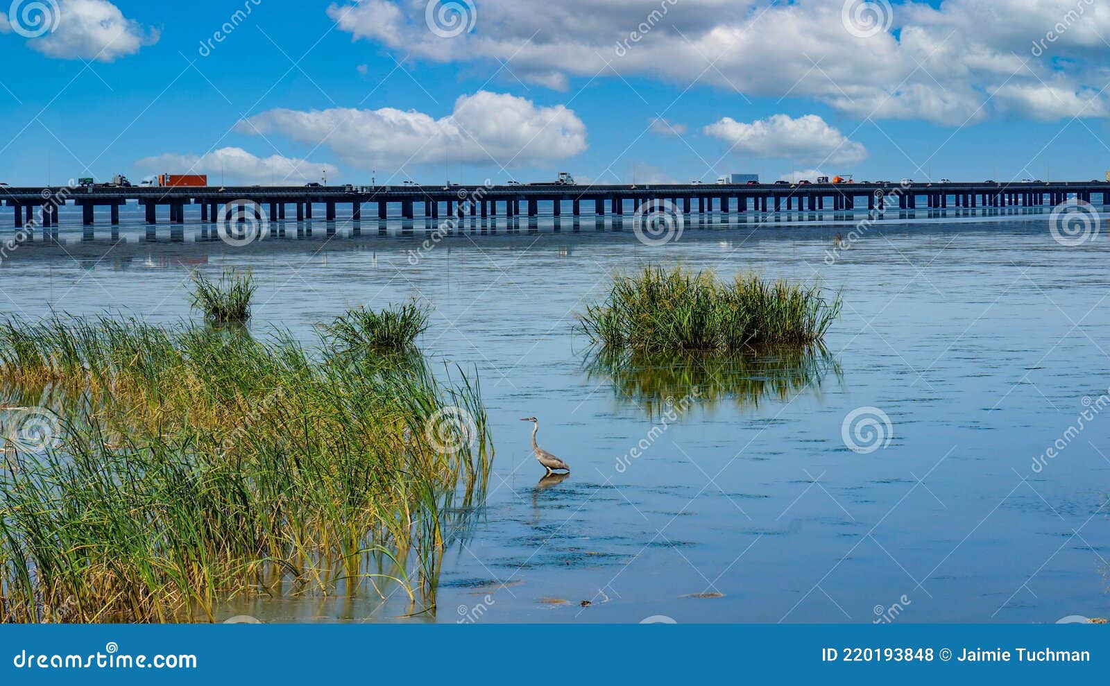 Interstate in Mobile and Alabama Swamp Landscape in Summer Stock Photo ...