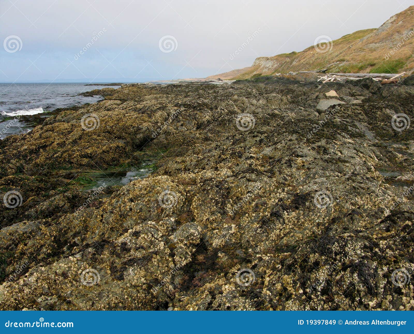 Intertidal stock image. Image of environment, reef, diversity - 19397849