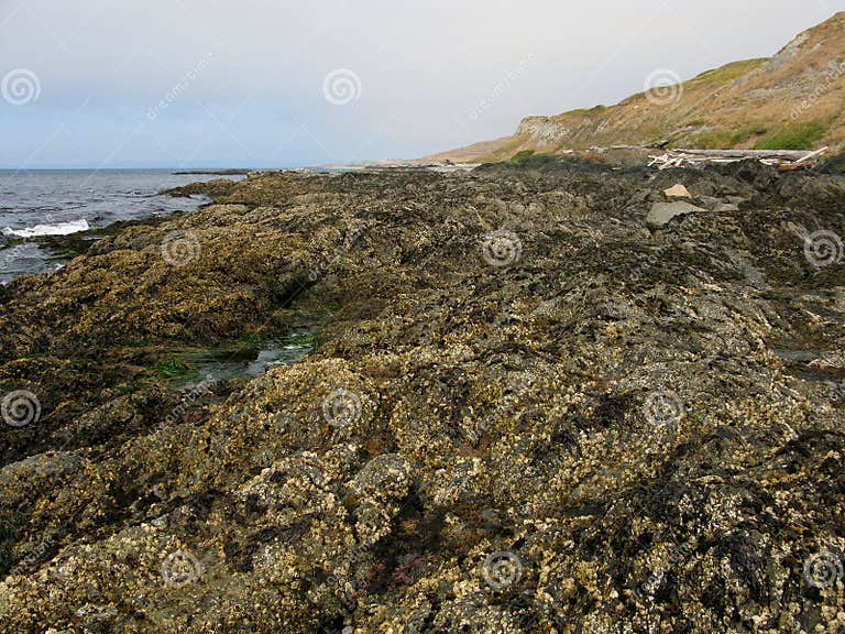 Intertidal stock image. Image of environment, reef, diversity - 19397849