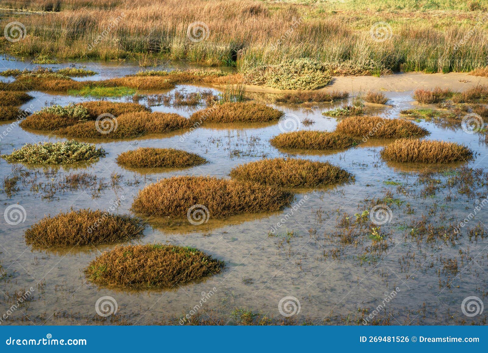 Intertidal Plants Form Circular Structures in a Pool between the Dunes ...