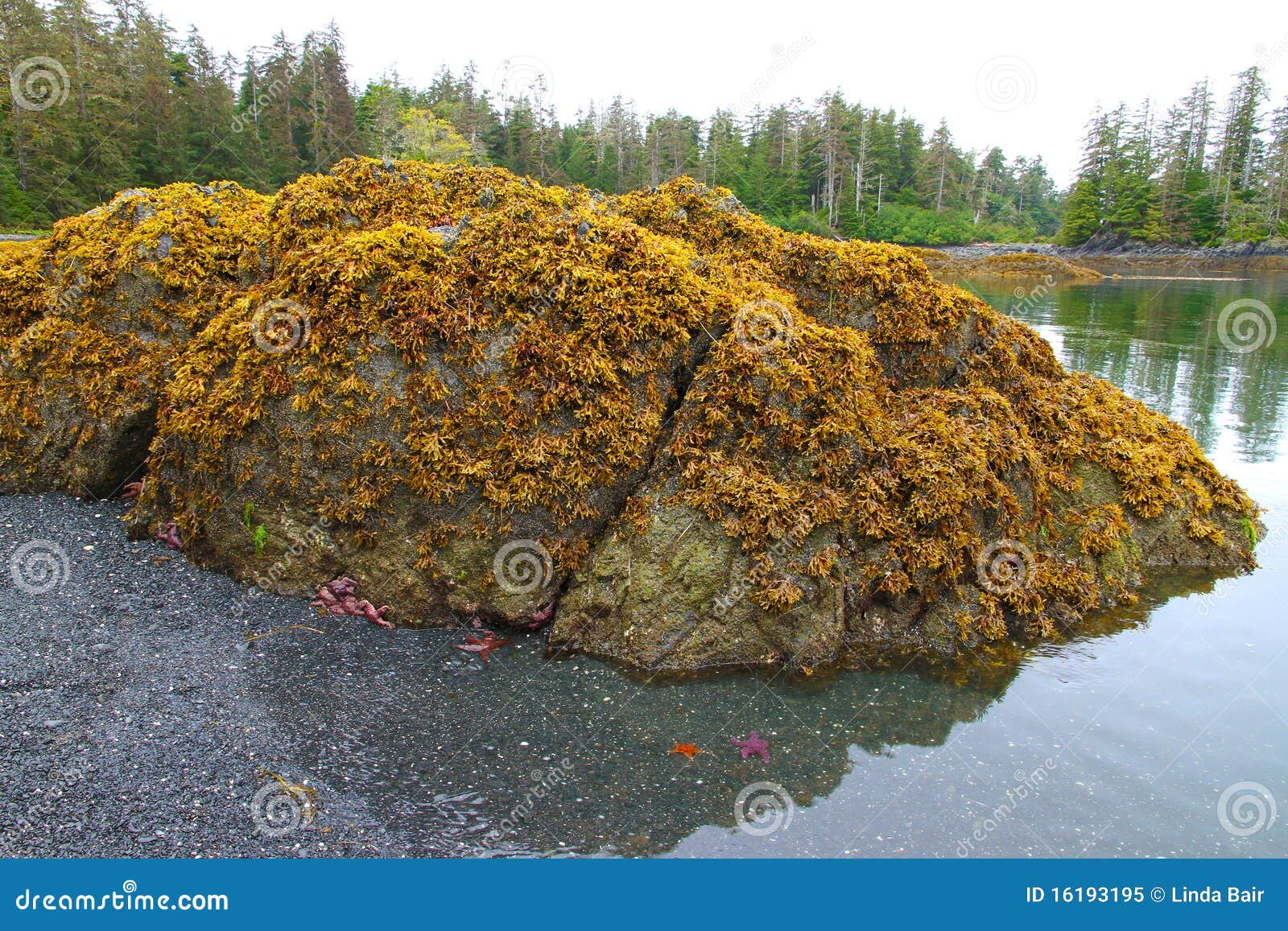 Intertidal zones exposed stock image. Image of pacific - 16193195