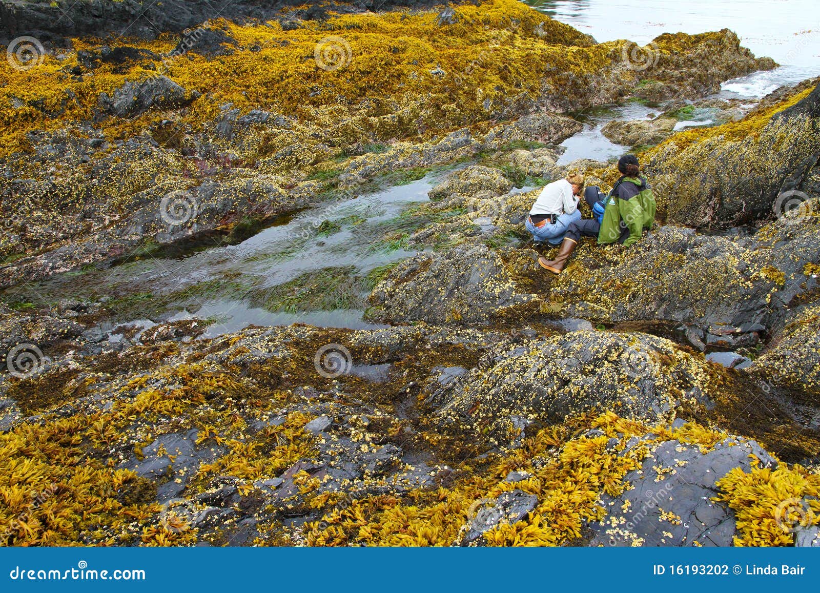 Intertidal zones exposed stock photo. Image of erode - 16193202