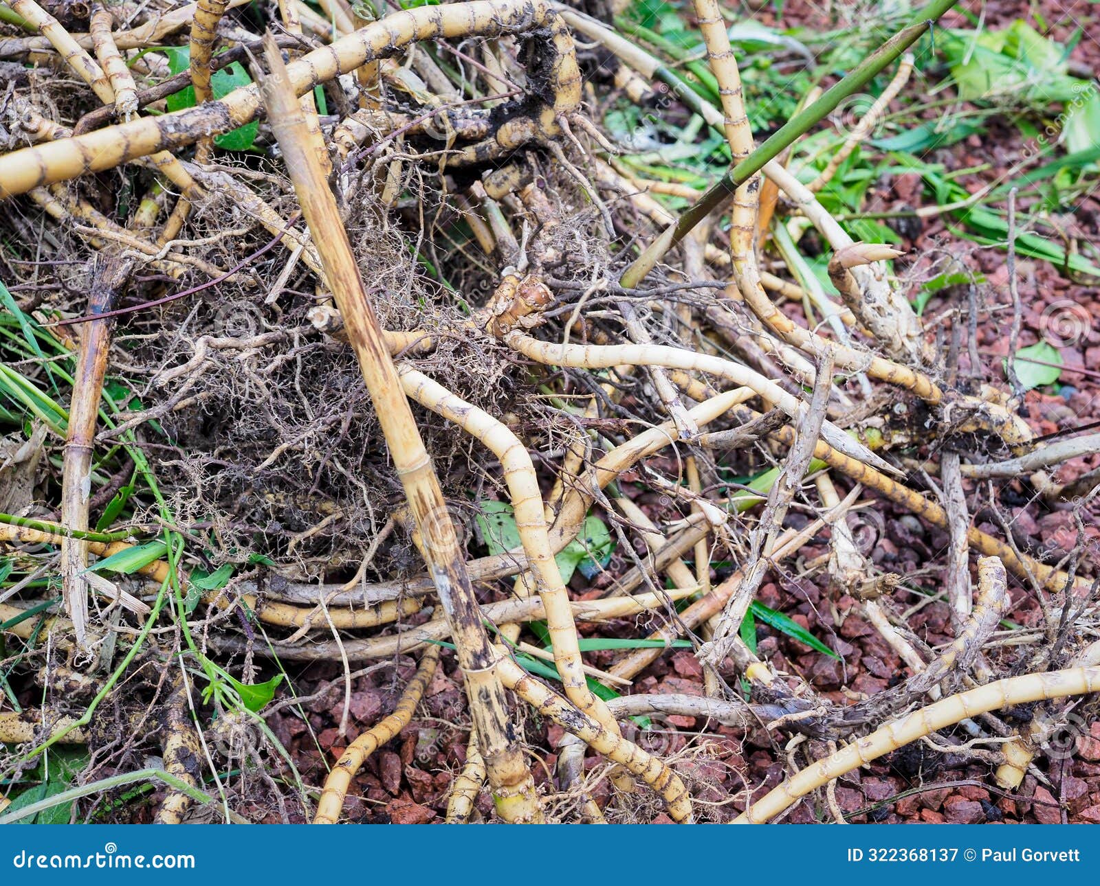 Intertwined Bamboo Roots with Green Foliage and Soil, Highlighting a ...