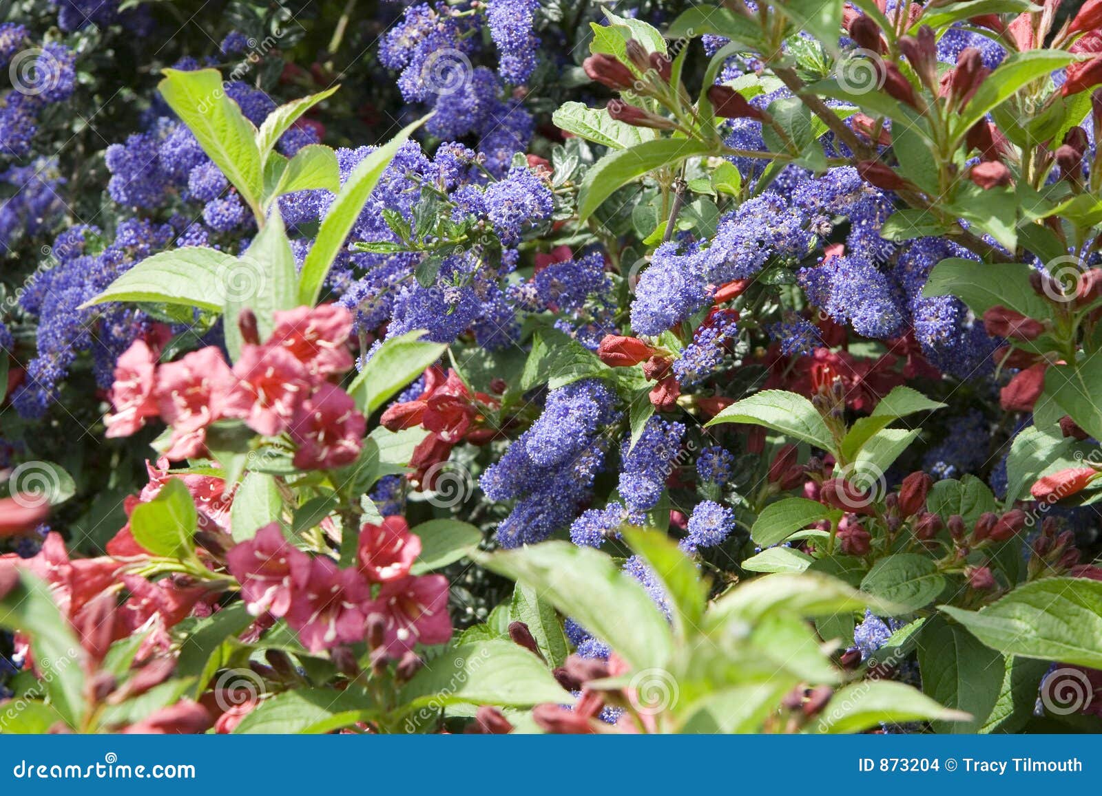 Intertwined Blue and Red Flowers. Stock Photo - Image of wild, contrast ...