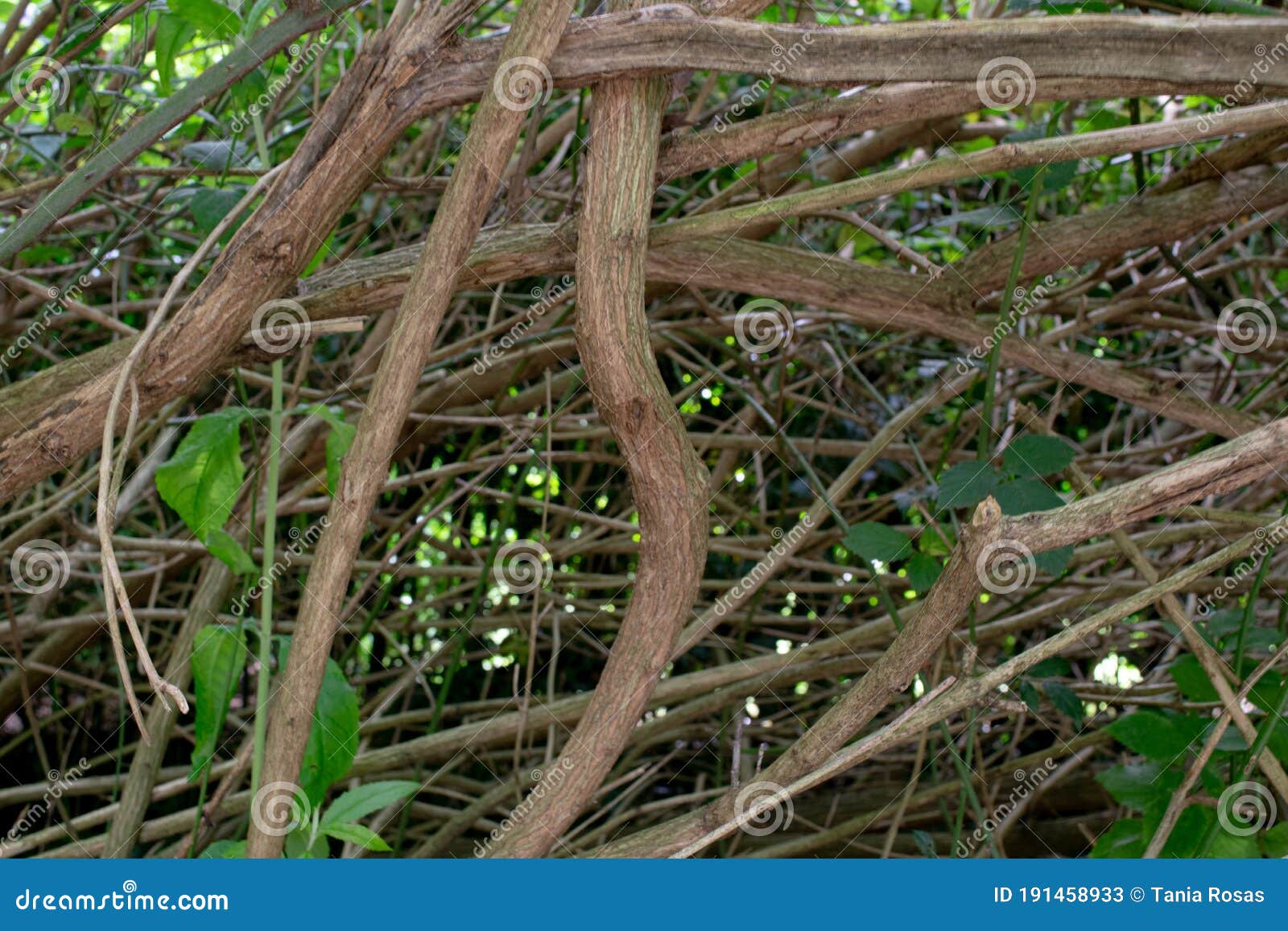 Intertwined Branches Background Stock Image - Image of mixed ...