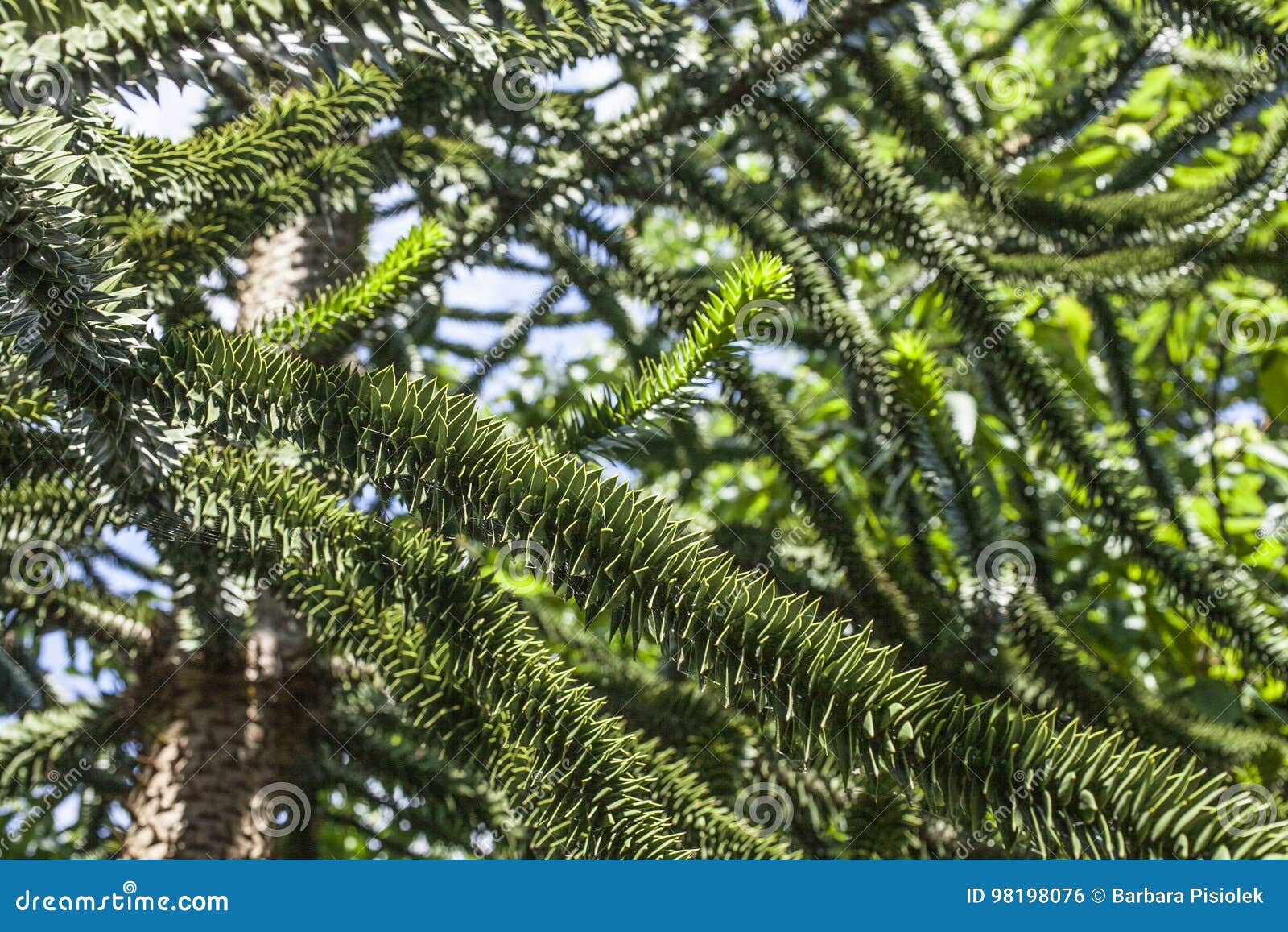 Intertwined Branches, Kew Gardens. Stock Photo - Image of hedges, close ...