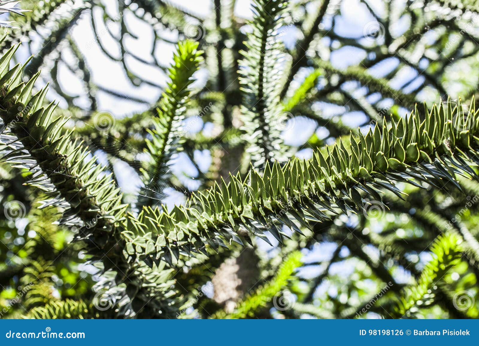 Intertwined Branches and the Light, Kew Gardens. Stock Photo - Image of ...