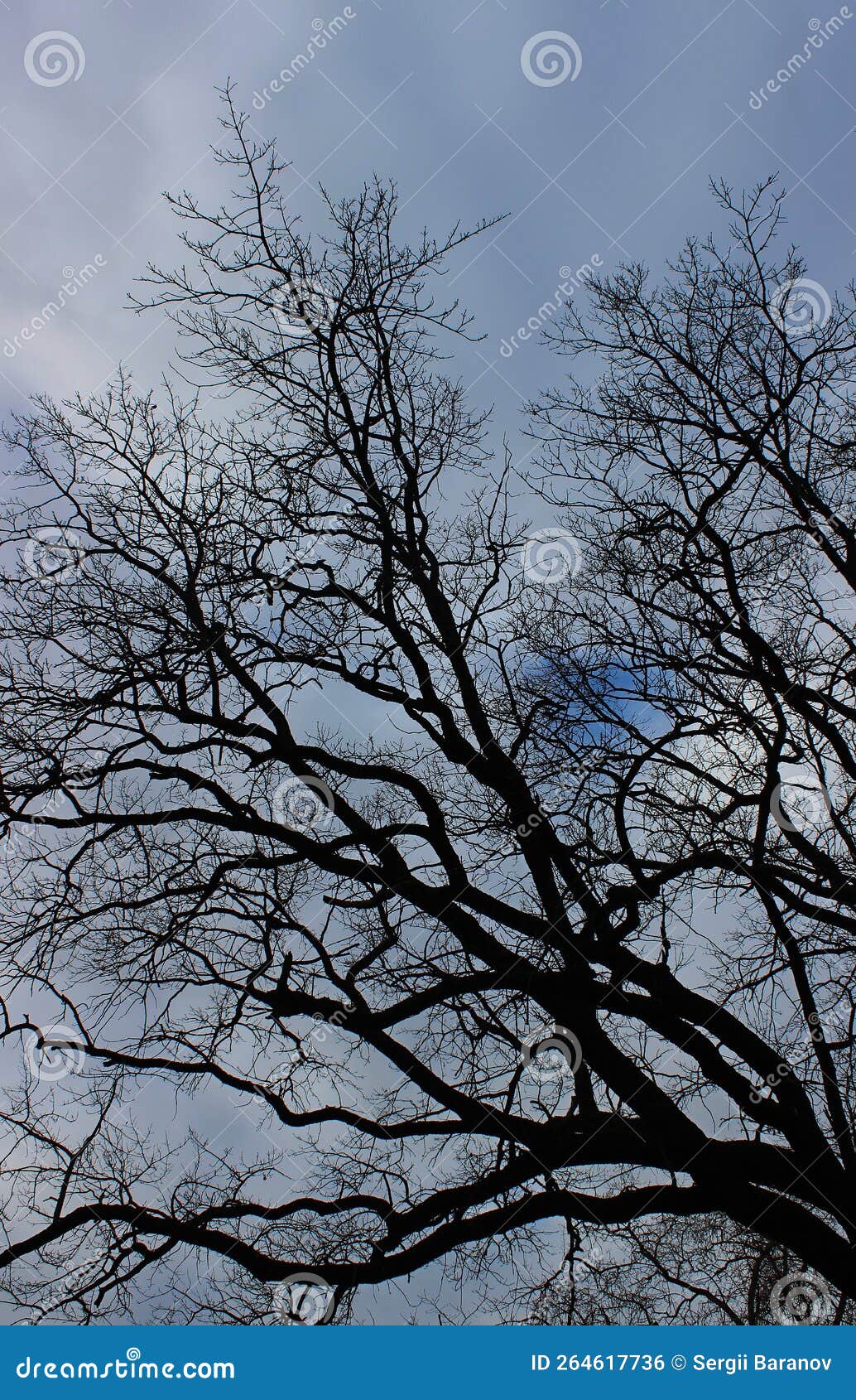 Pattern from the Branches of an Old Withered Oak Against a Cloudy Sky ...
