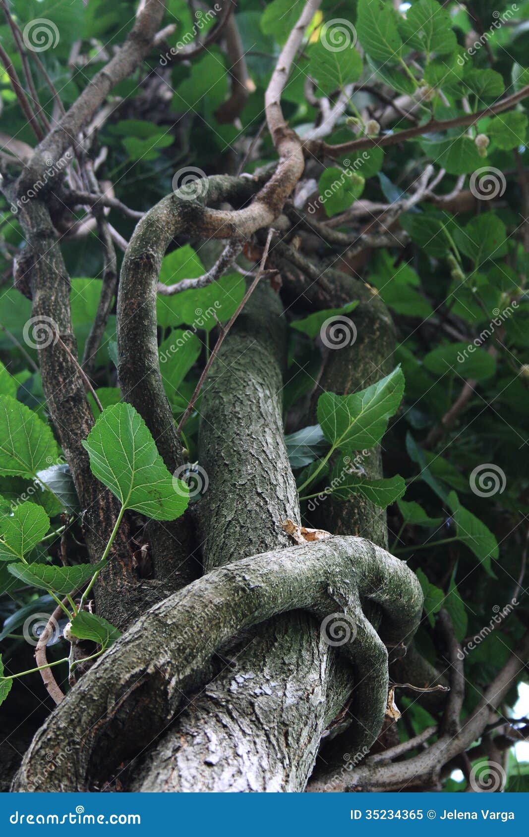Intertwined branches stock image. Image of branch, park - 35234365