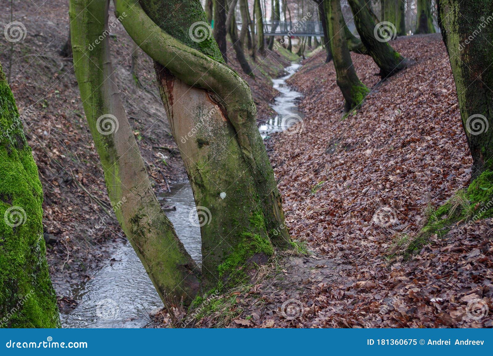 Intertwined Embraced Each Other Tree Trunks Crookedly Growing at Bottom ...