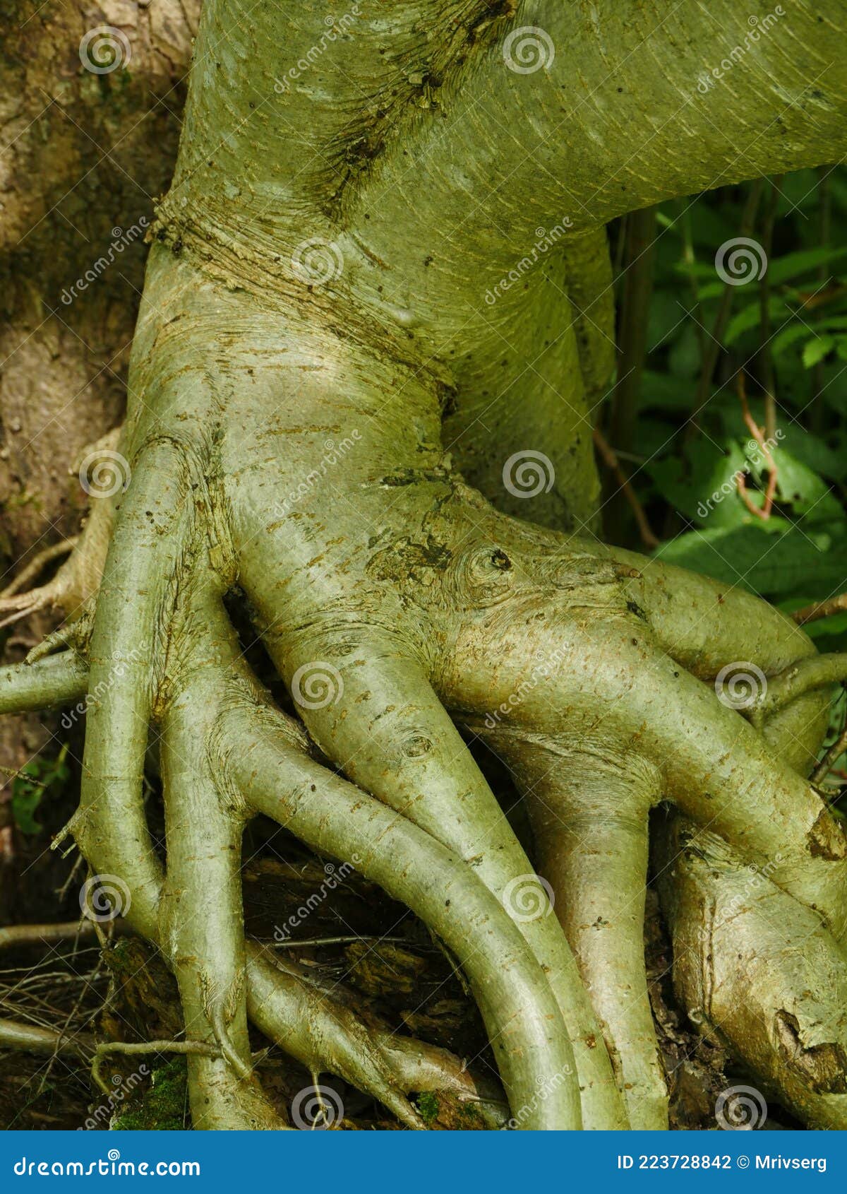 Intertwined roots stock photo. Image of wood, tree, intertwined - 223728842