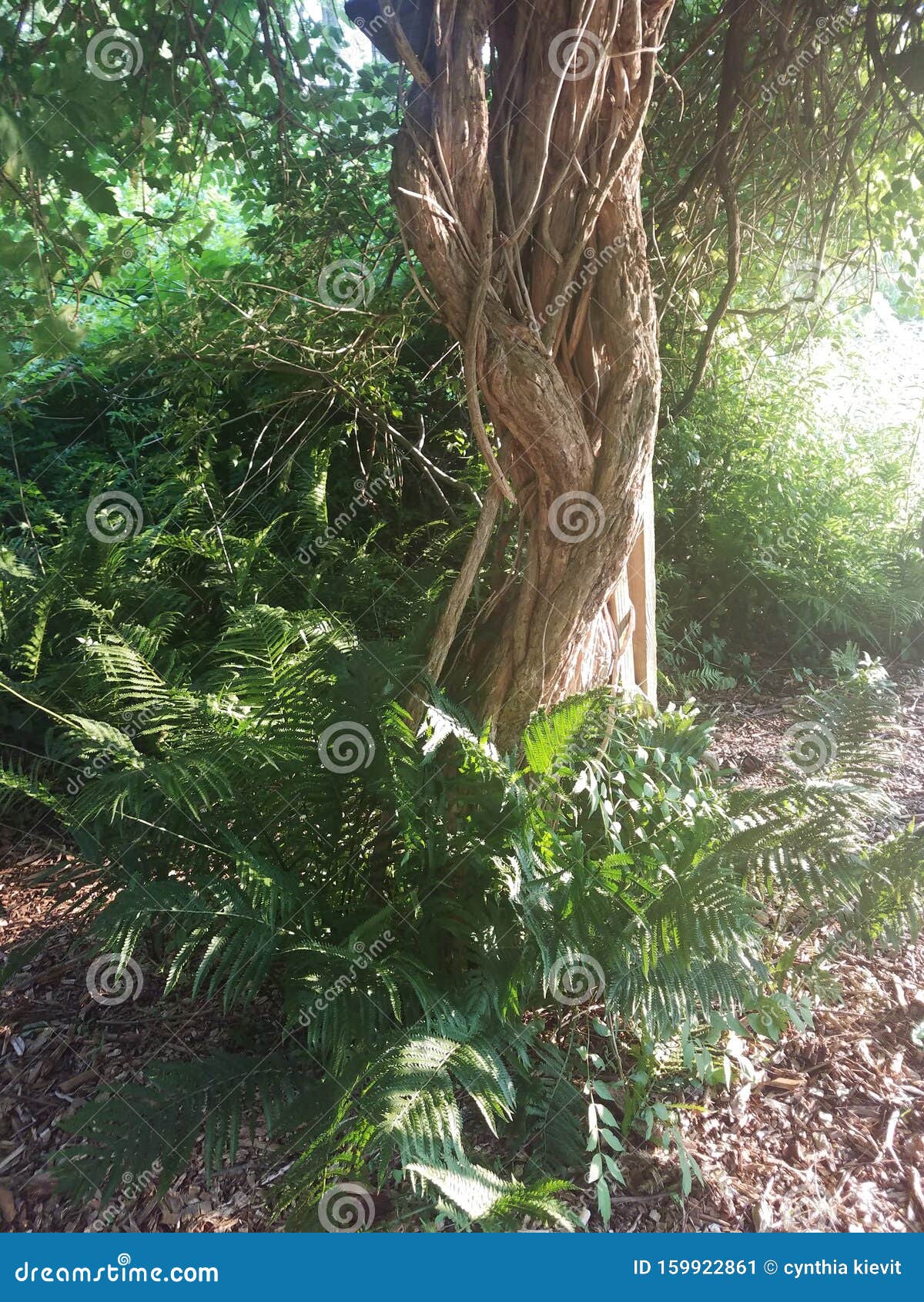 Intertwined roots stock image. Image of nature, fern - 159922861