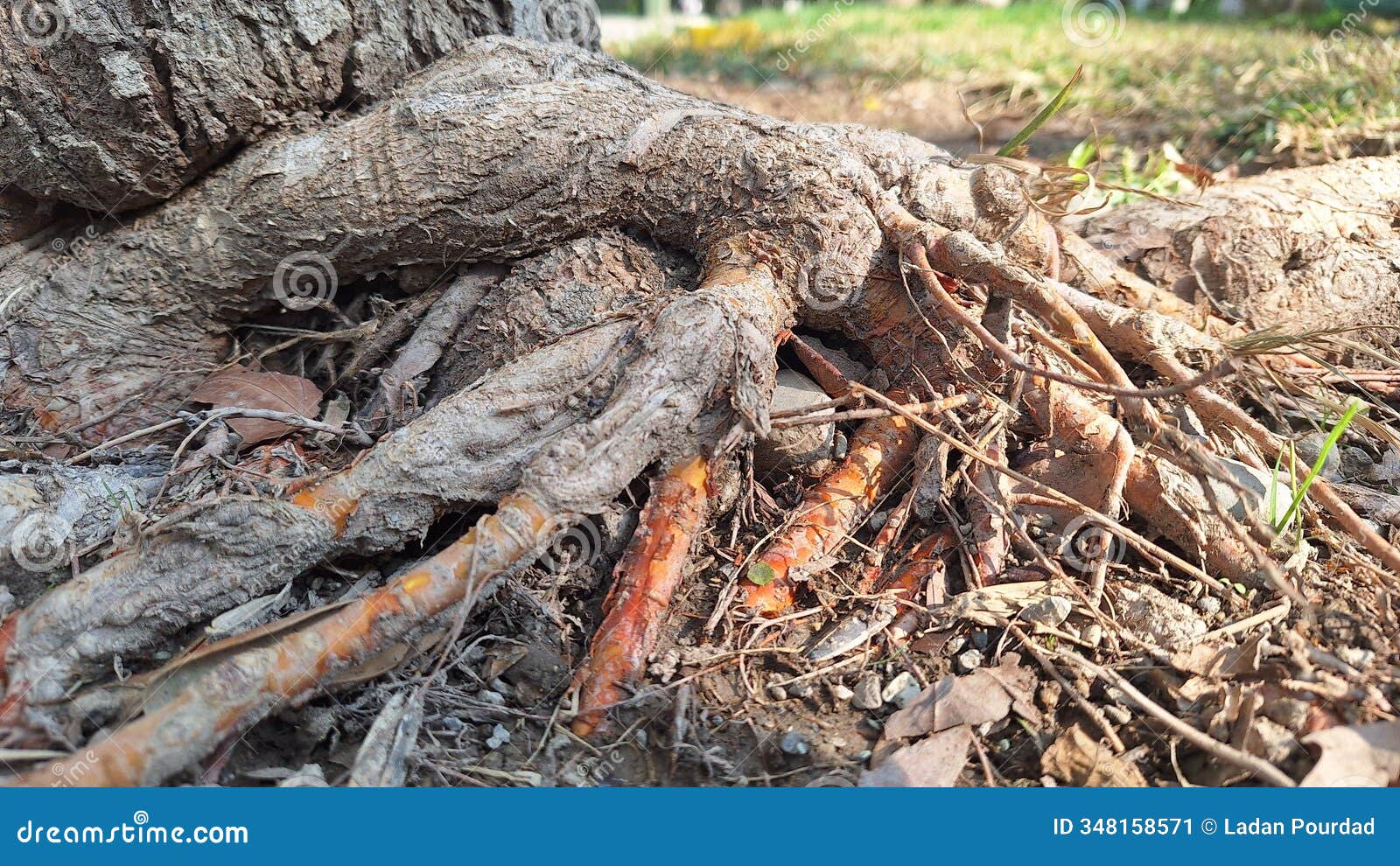 The Intertwined Roots of a Tree Protruding from the Soil Stock Image ...